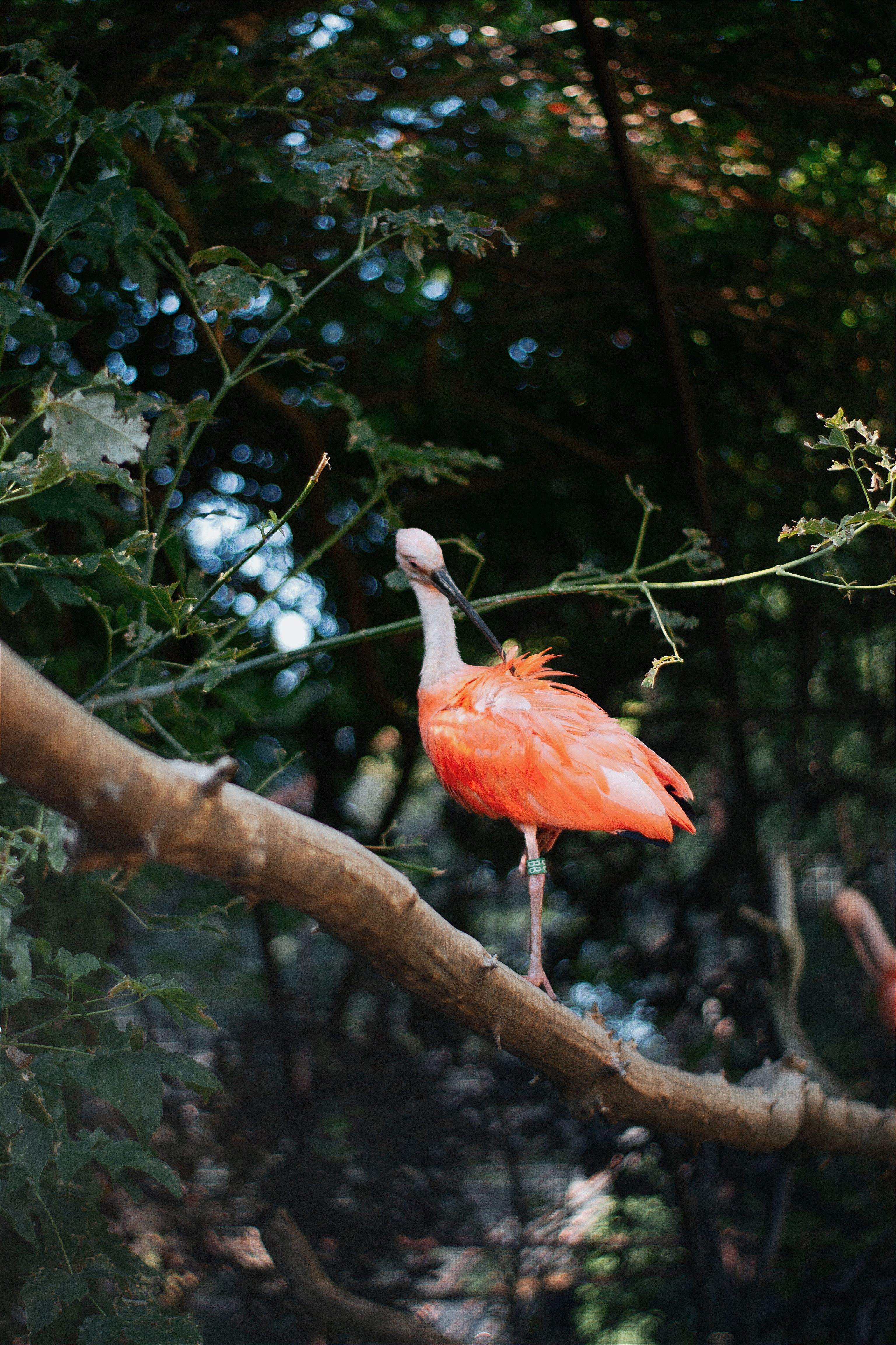 Scarlet Ibis on a Tree Branch · Free Stock Photo