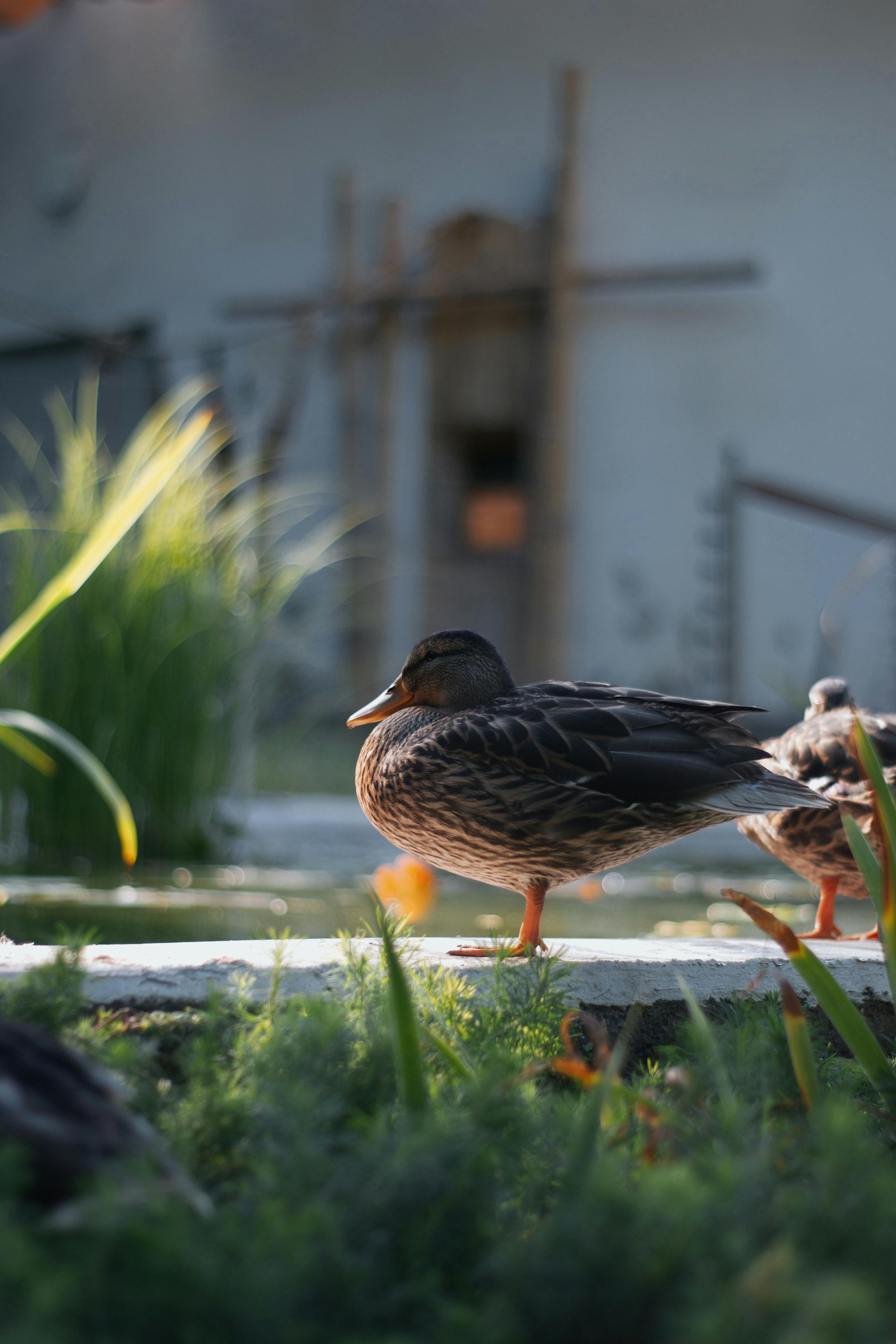 Birds 3d Photos, Download The BEST Free Birds 3d Stock Photos & HD Images