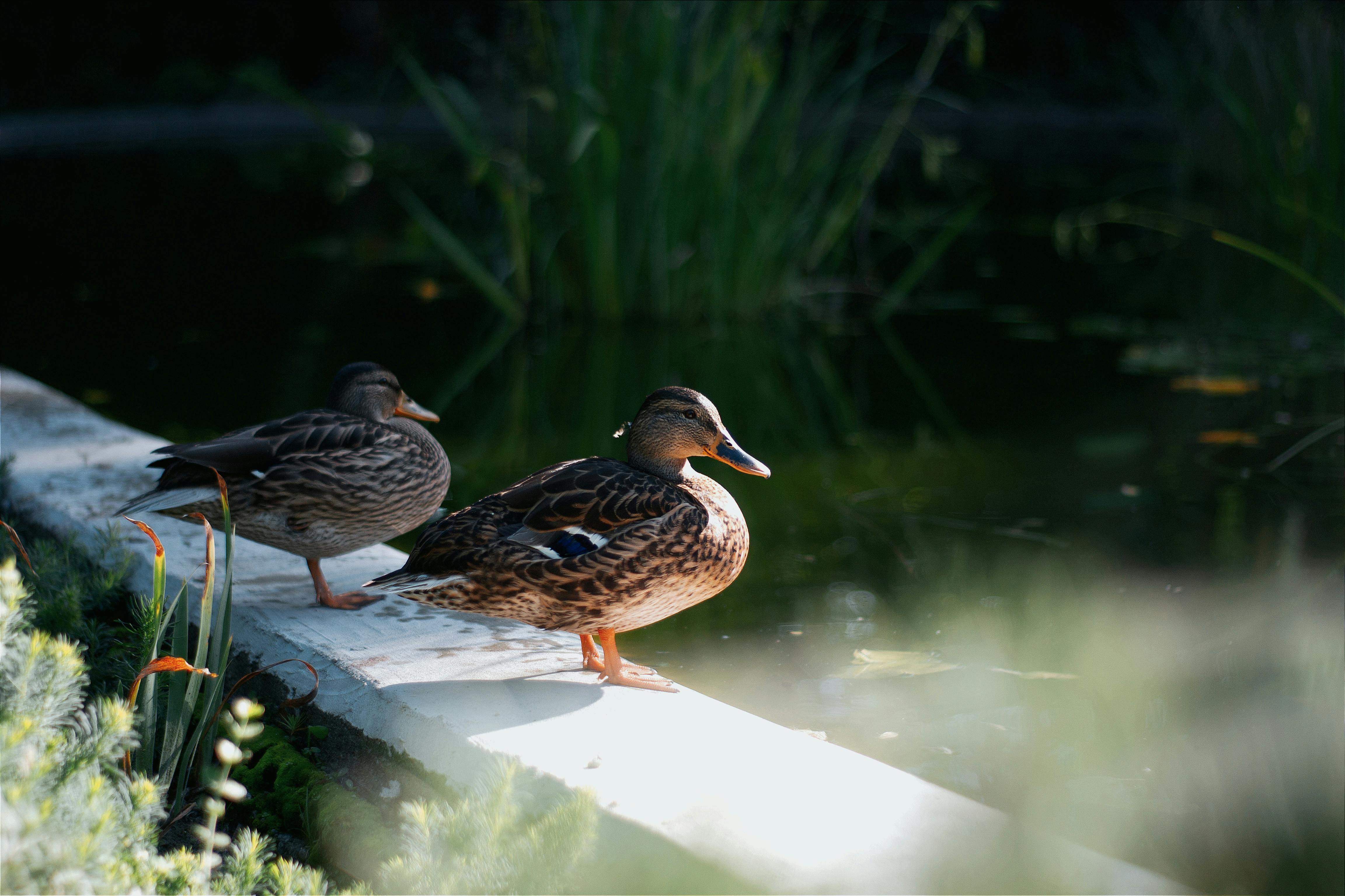 Ducks Standing by Pond in Park · Free Stock Photo