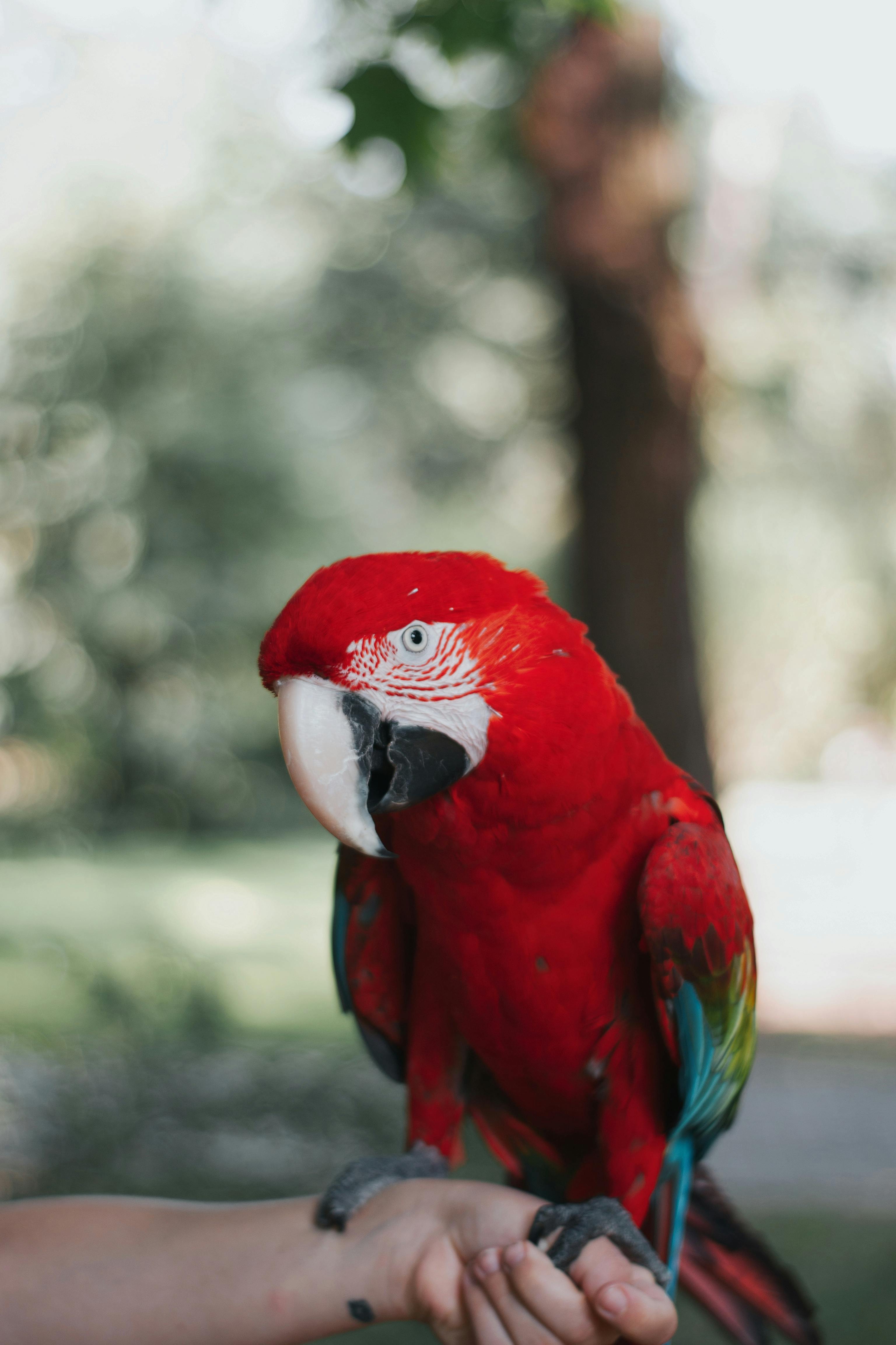 Portrait of Parrot · Free Stock Photo