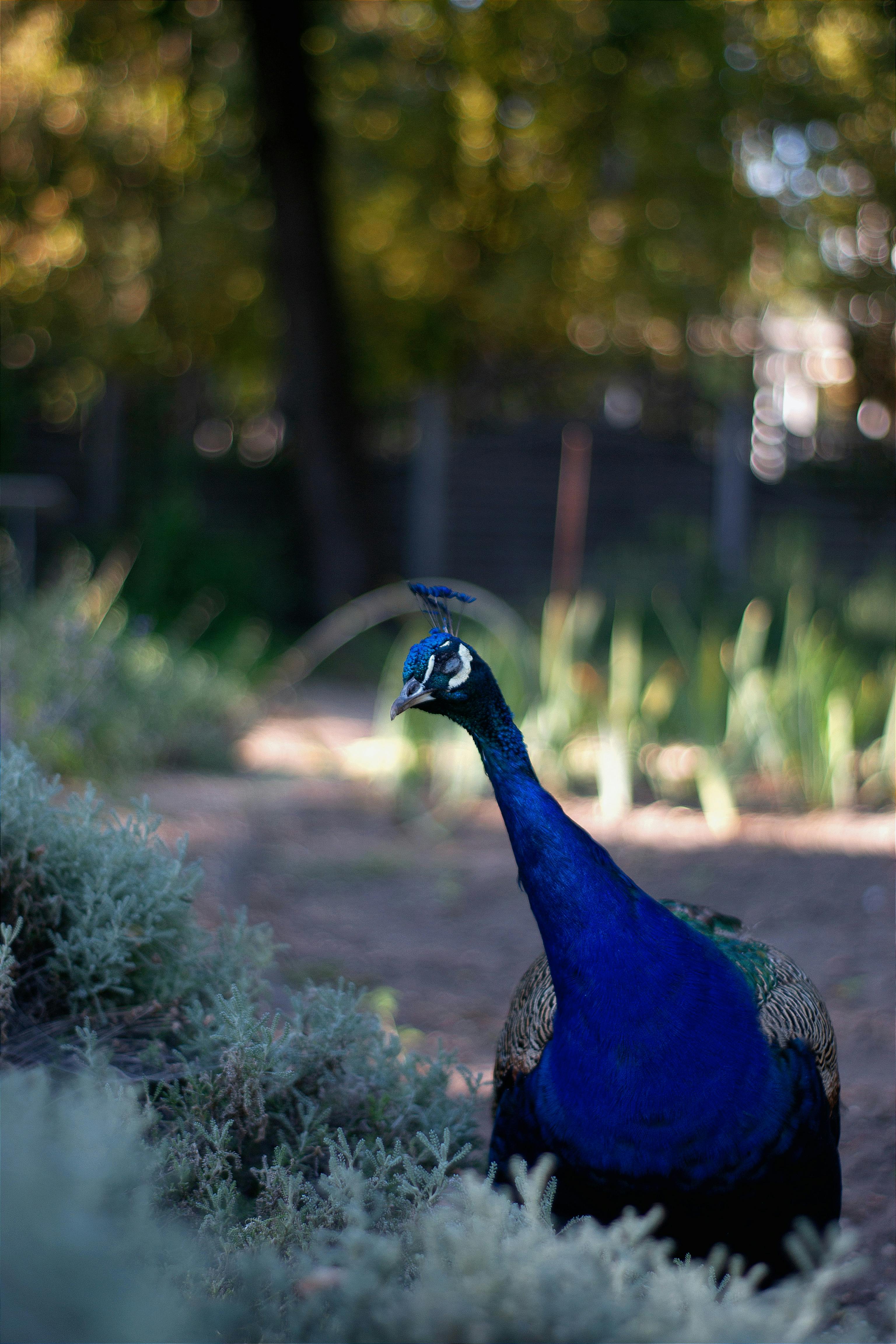 Peacock in Park · Free Stock Photo