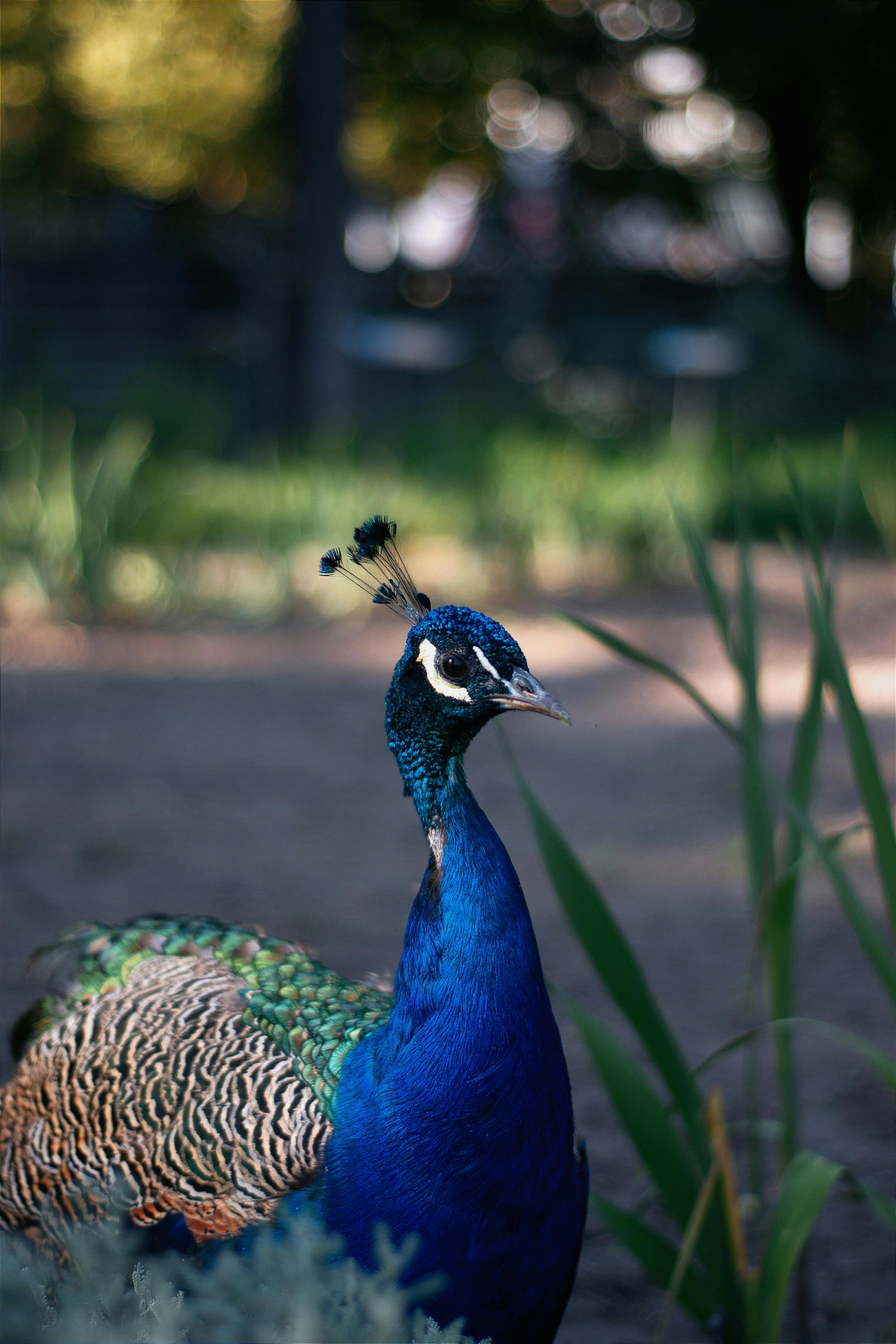 Peacock Photography Peacock Feather, Creative, Feathers, Latest,