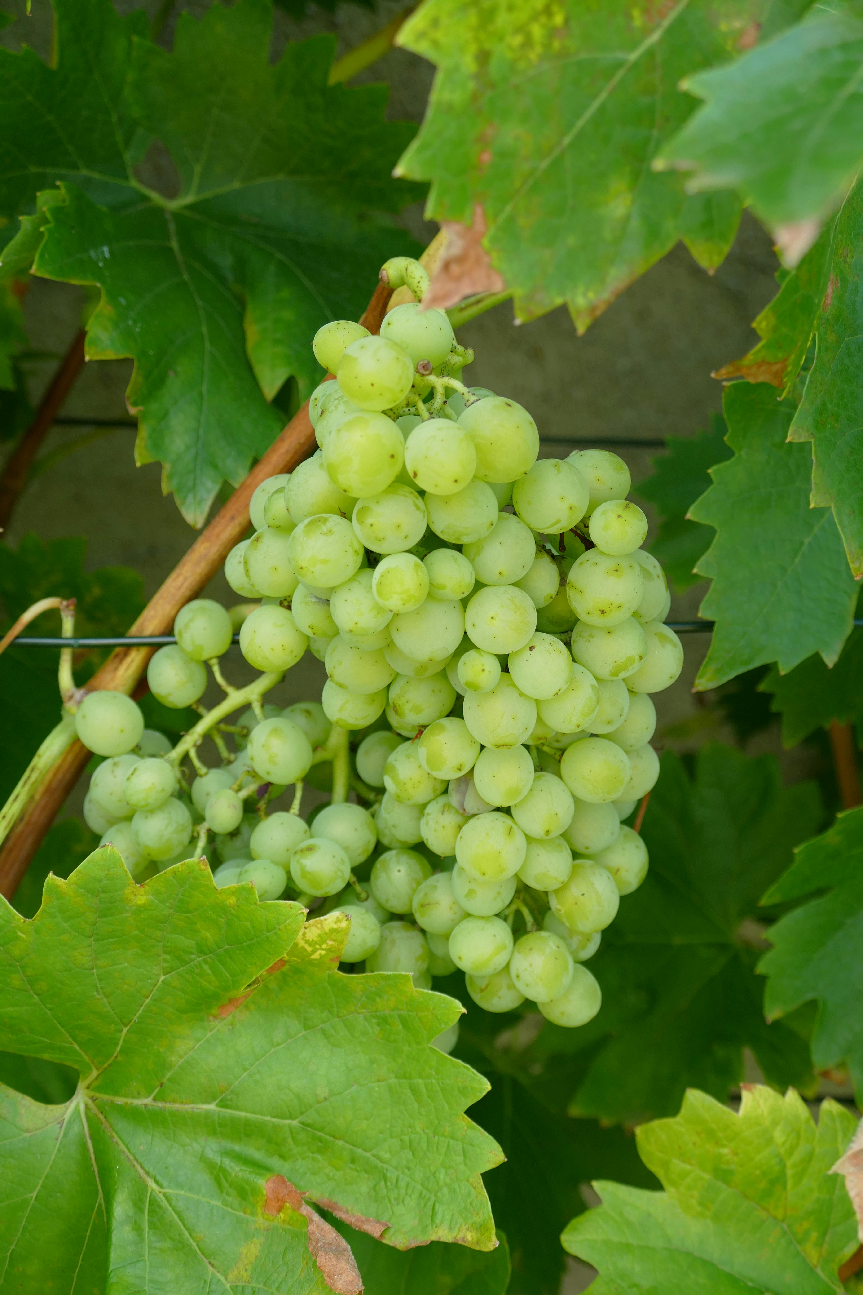 Close Up Photo of Grape Fruit · Free Stock Photo