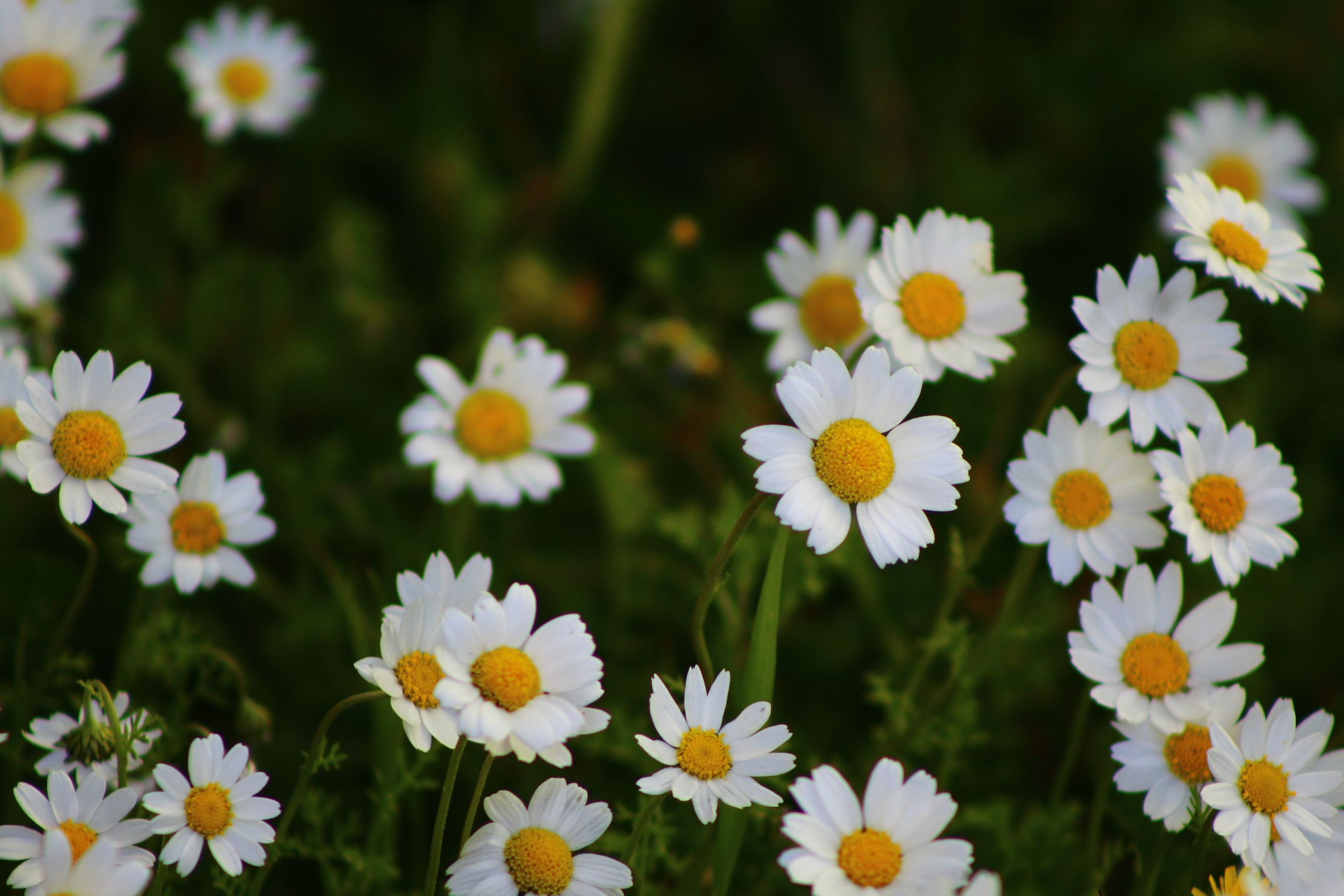 Field of White Chamomile Flowers · Free Stock Photo