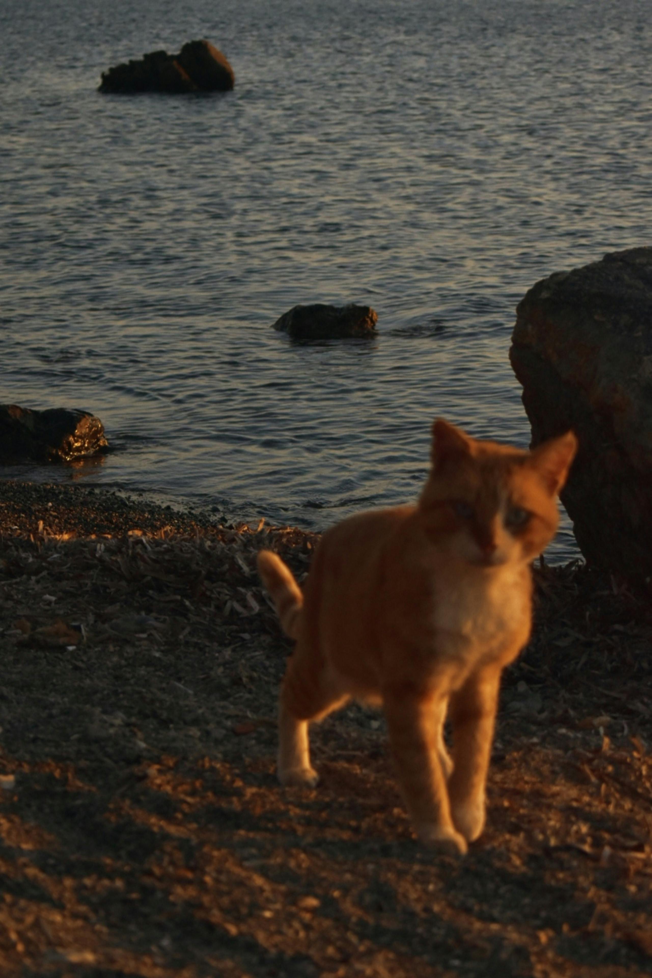 Orange Cat on a Beach · Free Stock Photo
