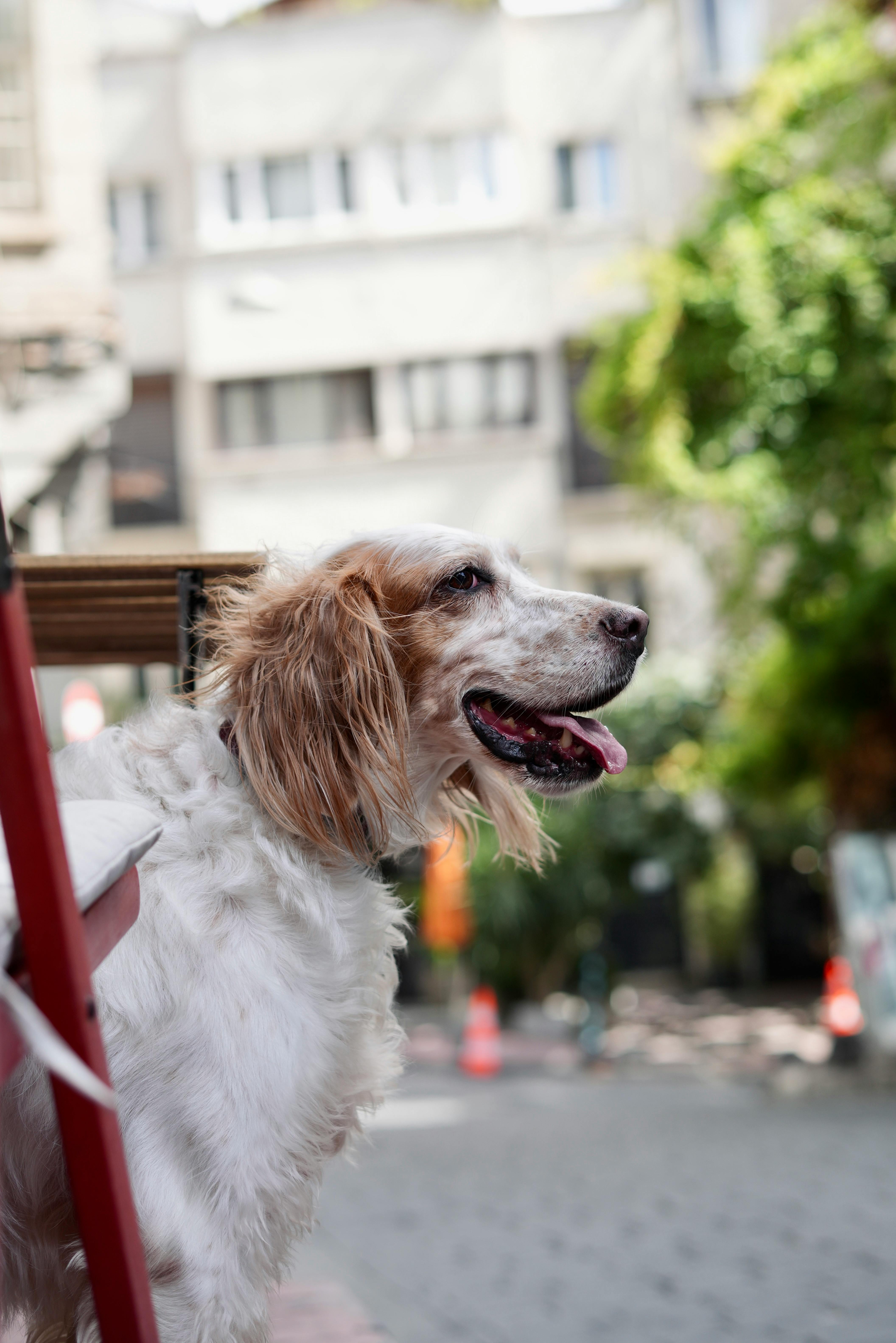 Dog in Town · Free Stock Photo