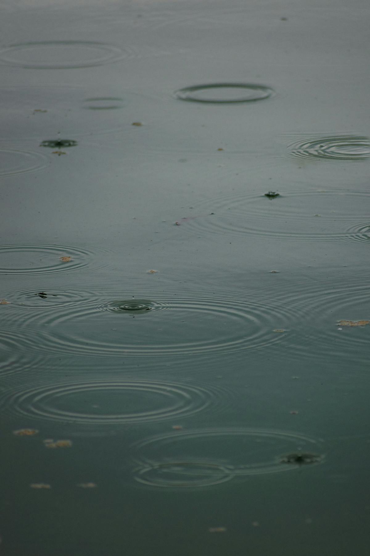 Rain Ripples Photos, Download The BEST Free Rain Ripples Stock Photos ...