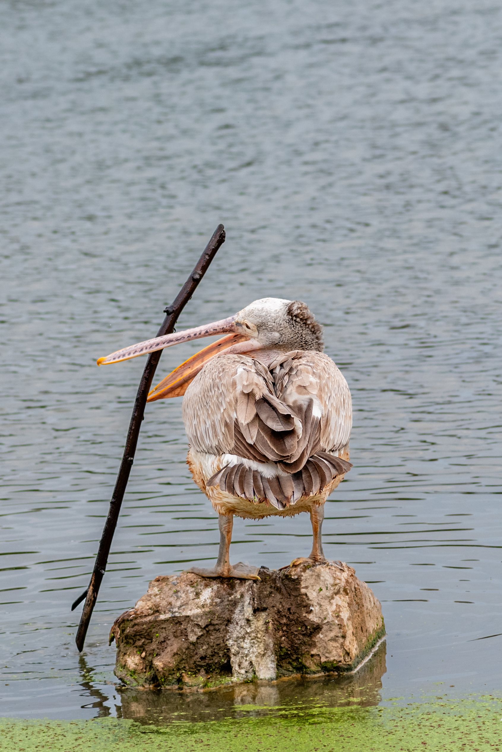 A Pelican with a Stick in Its Beak Standing on a Rock in a Body of ...