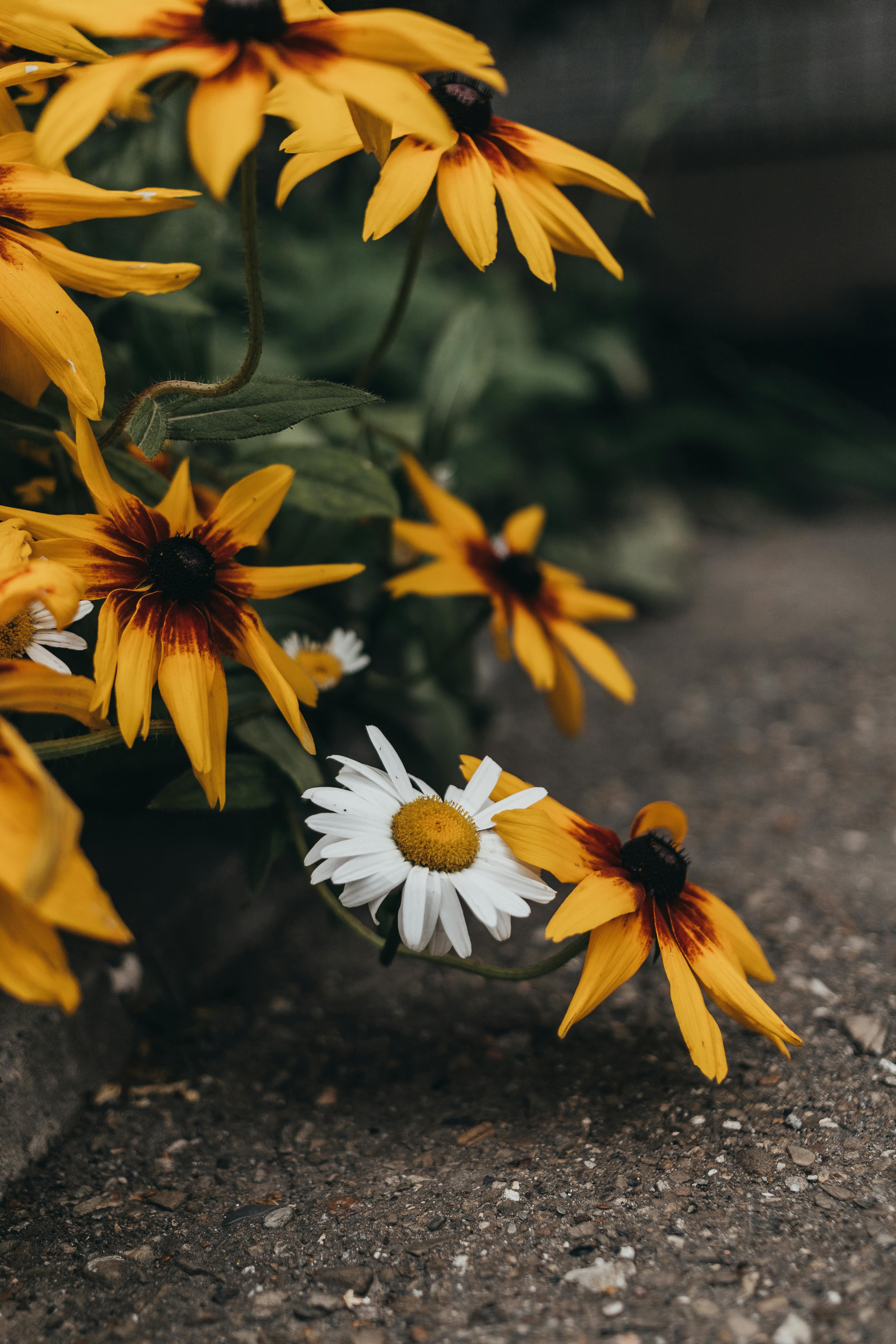 yellow daisies in bloom in autumn · Free Stock Photo
