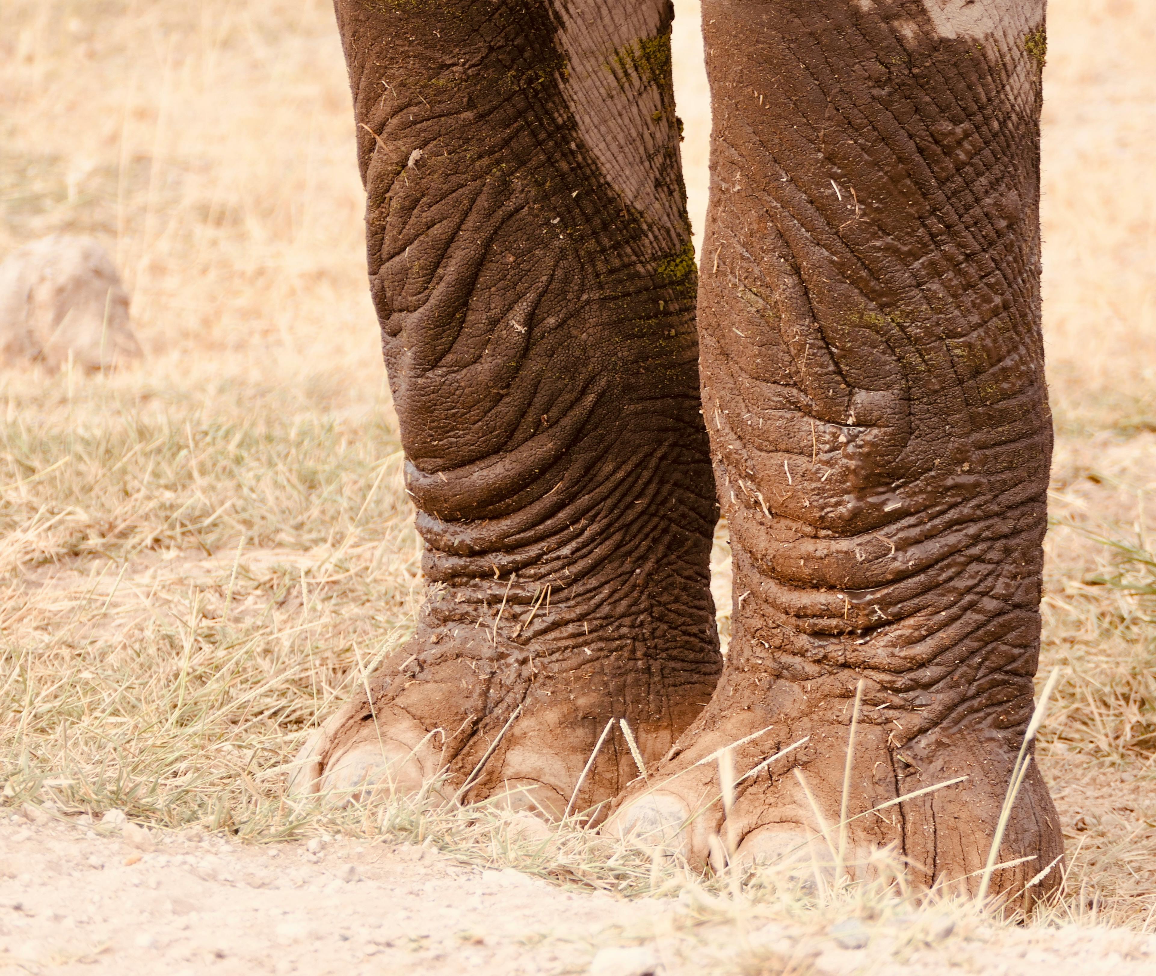 Elephant Legs Photos, Download The BEST Free Elephant Legs Stock Photos ...