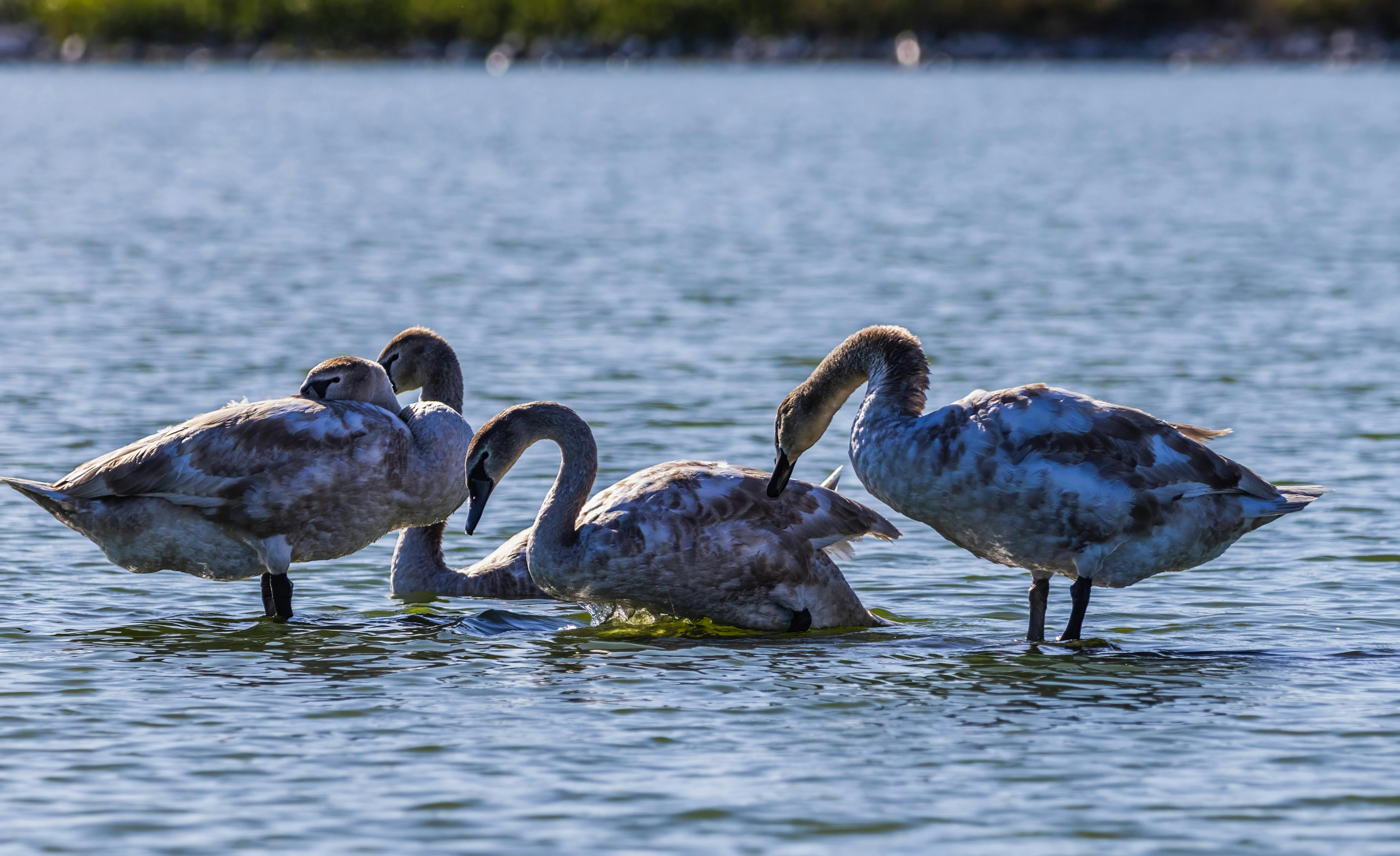 Early Bird Photos, Download The BEST Free Early Bird Stock Photos & HD ...