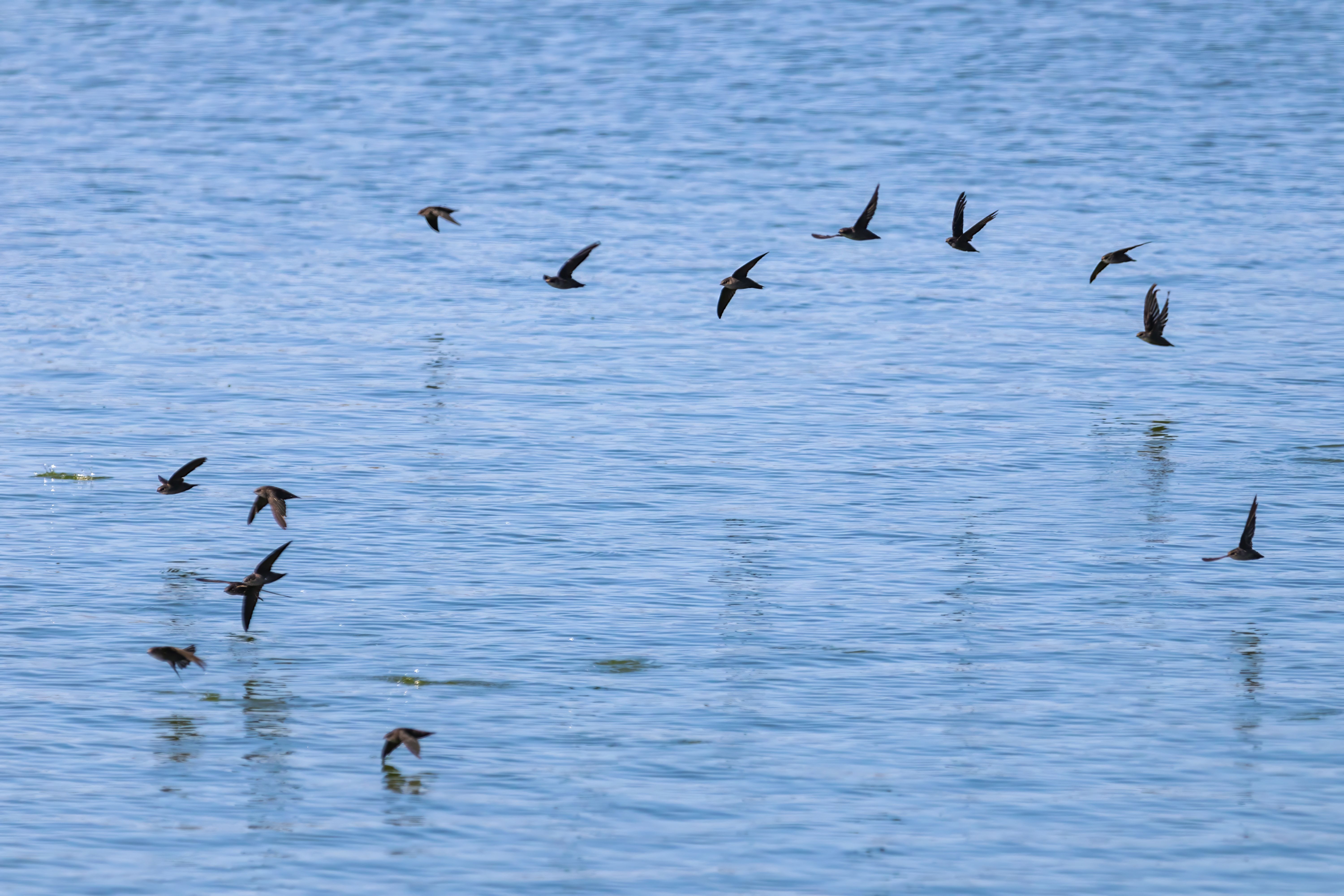Birds Flying above Calm Water Surface · Free Stock Photo