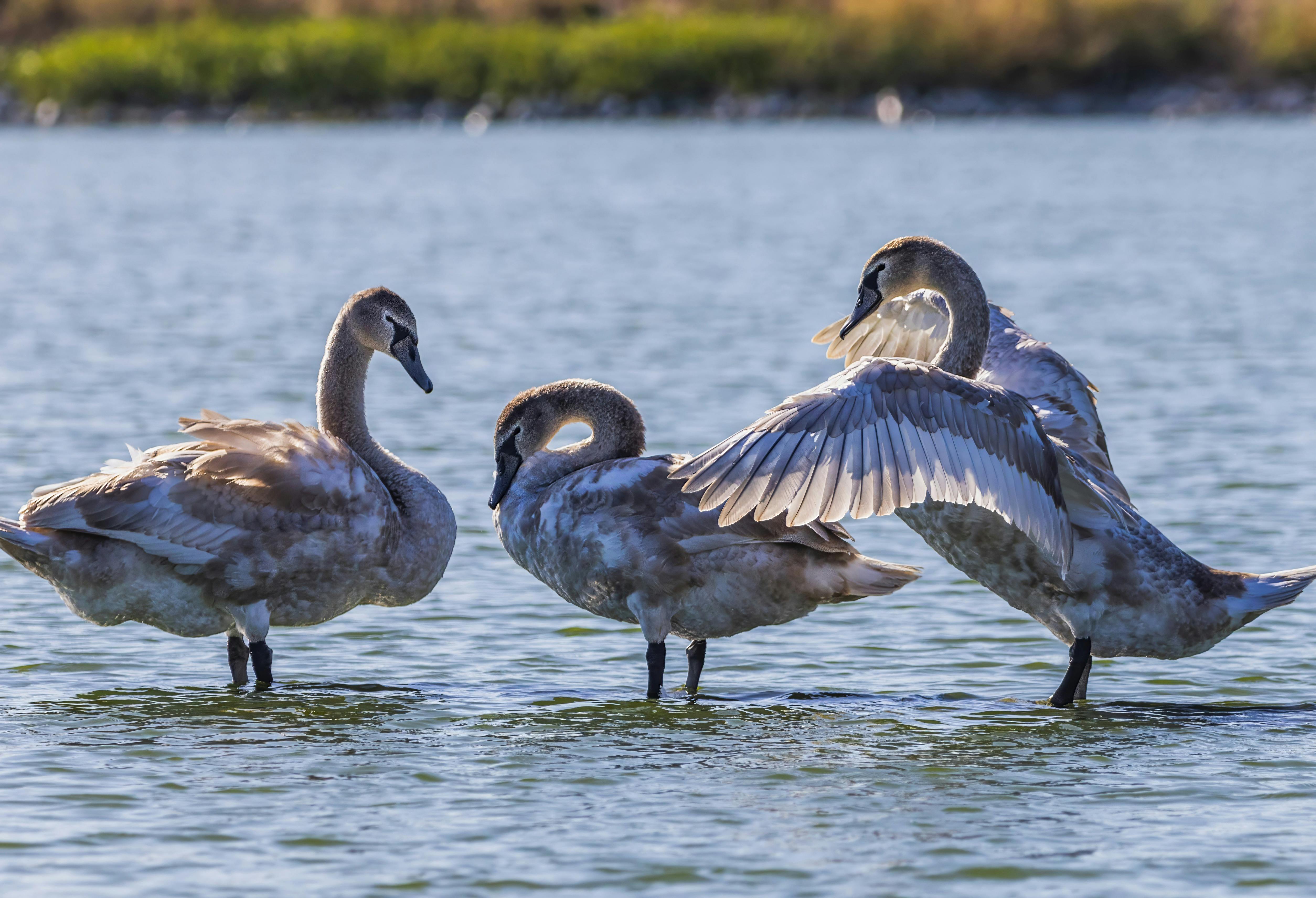 Swans in Water · Free Stock Photo