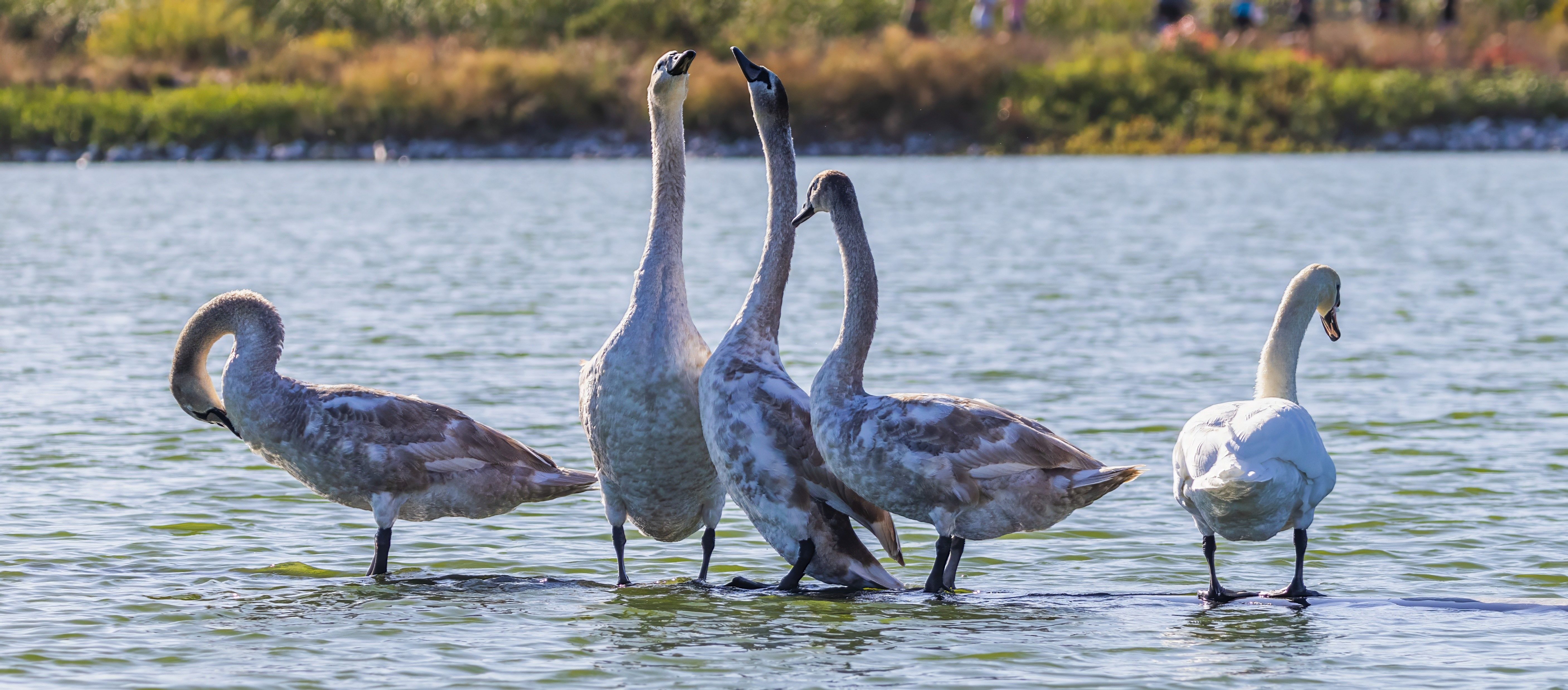 Group of Swans in the River · Free Stock Photo