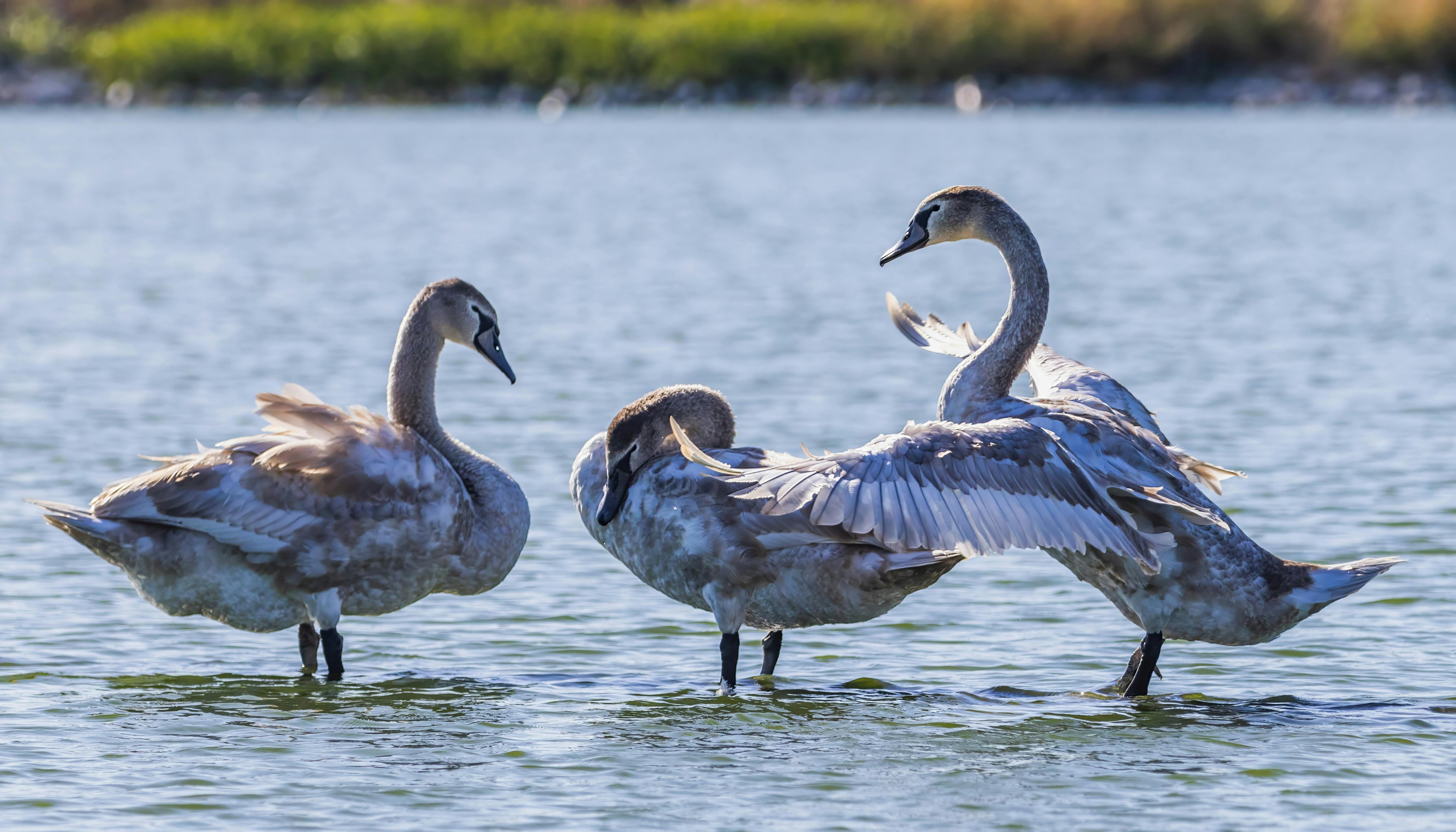 Karlee Grey Photos, Download The BEST Free Karlee Grey Stock Photos ...