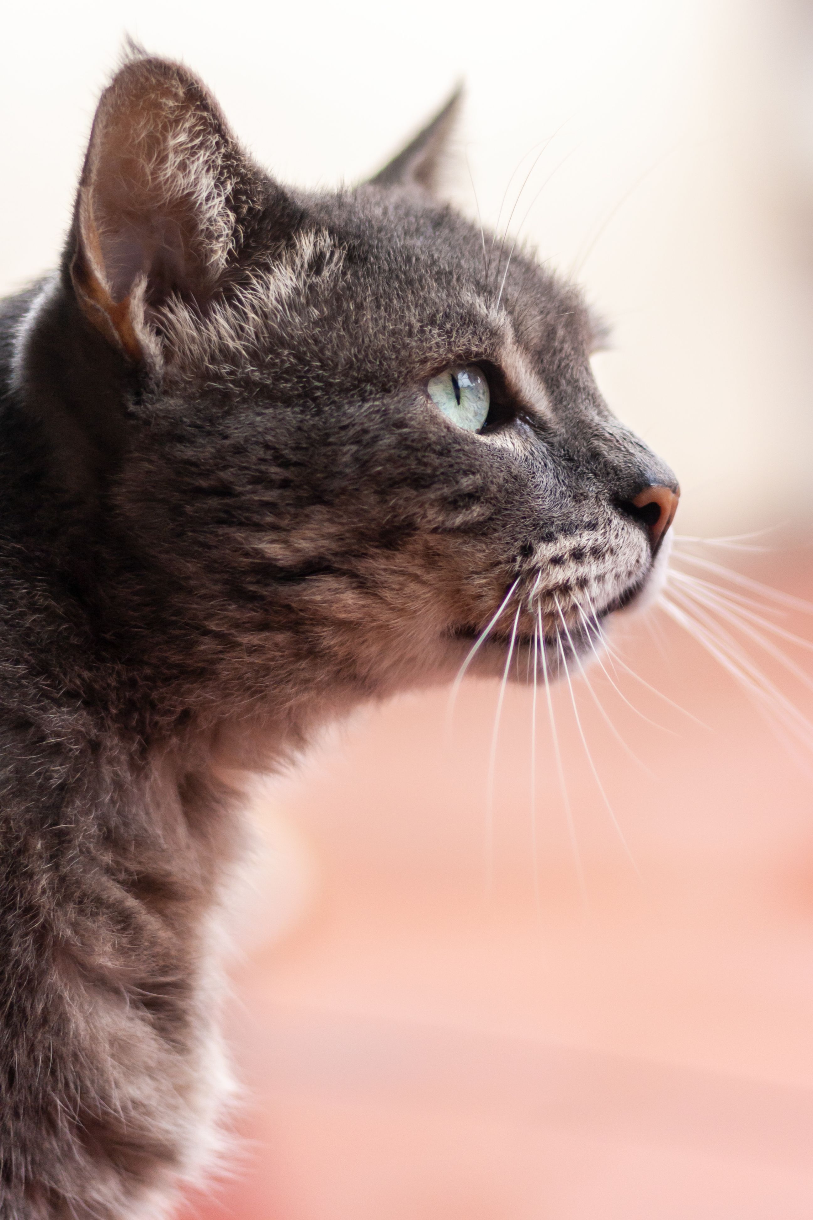 Close-up of the Head of a Cat · Free Stock Photo
