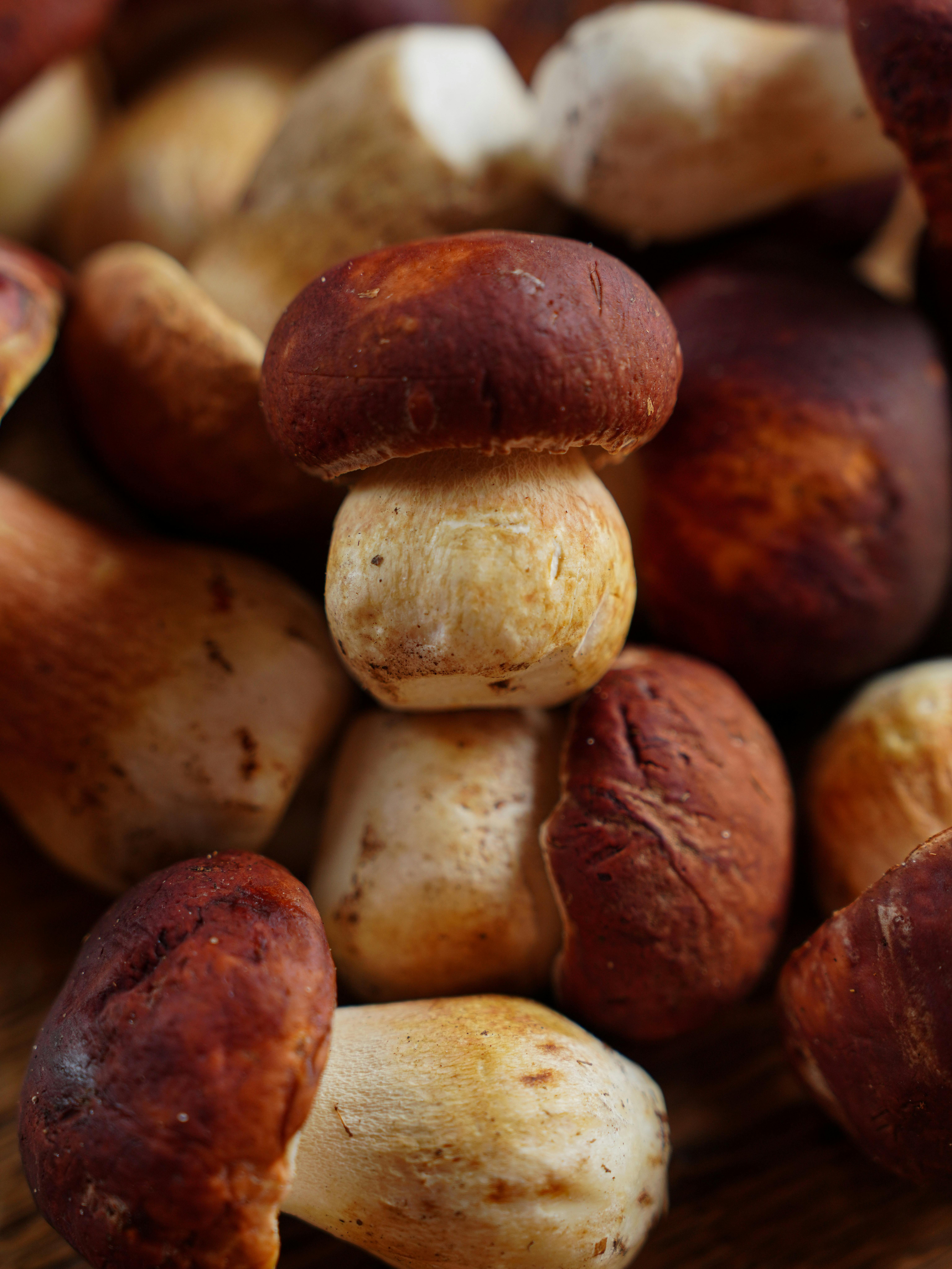 Brown Mushroom · Free Stock Photo