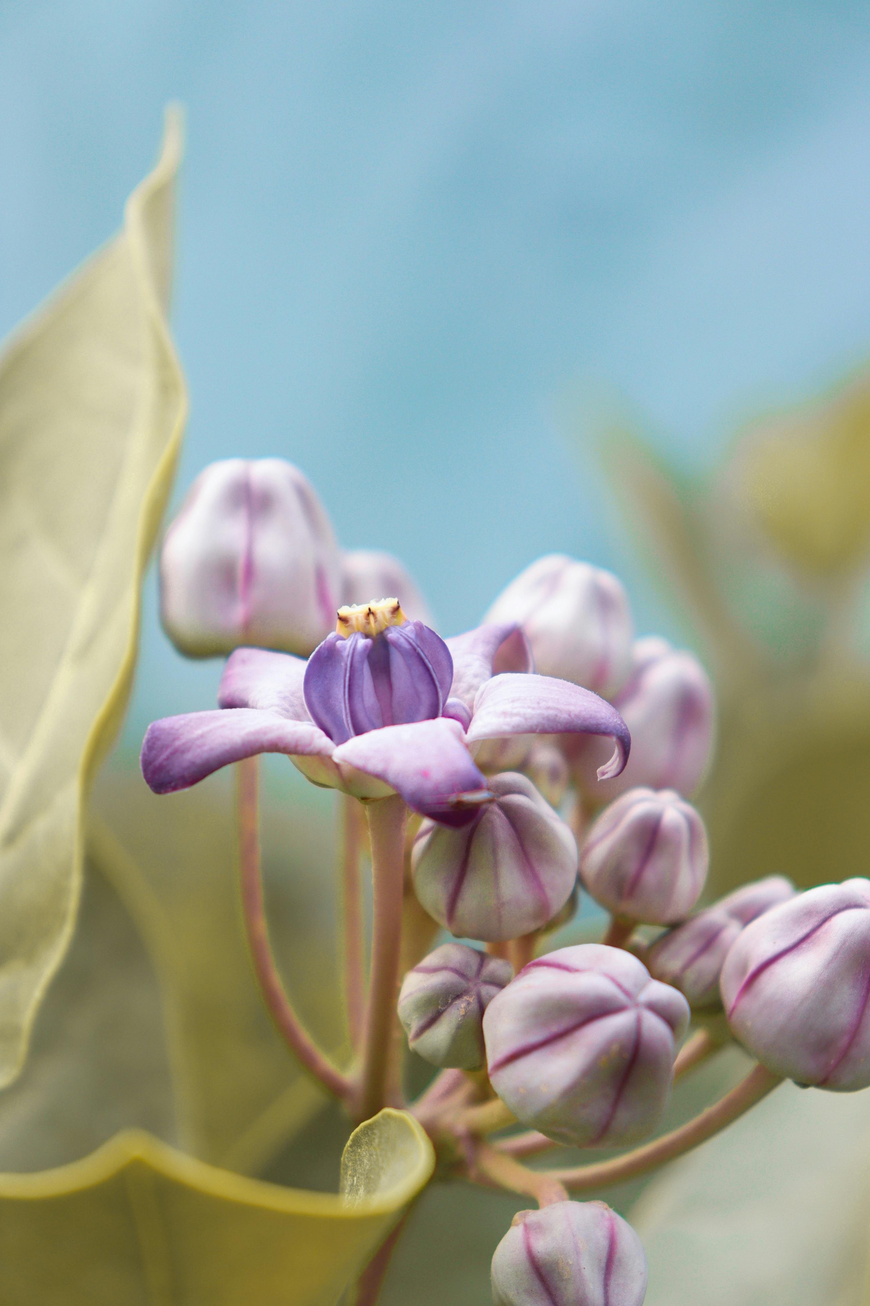 Close-up of Violet Flowers · Free Stock Photo