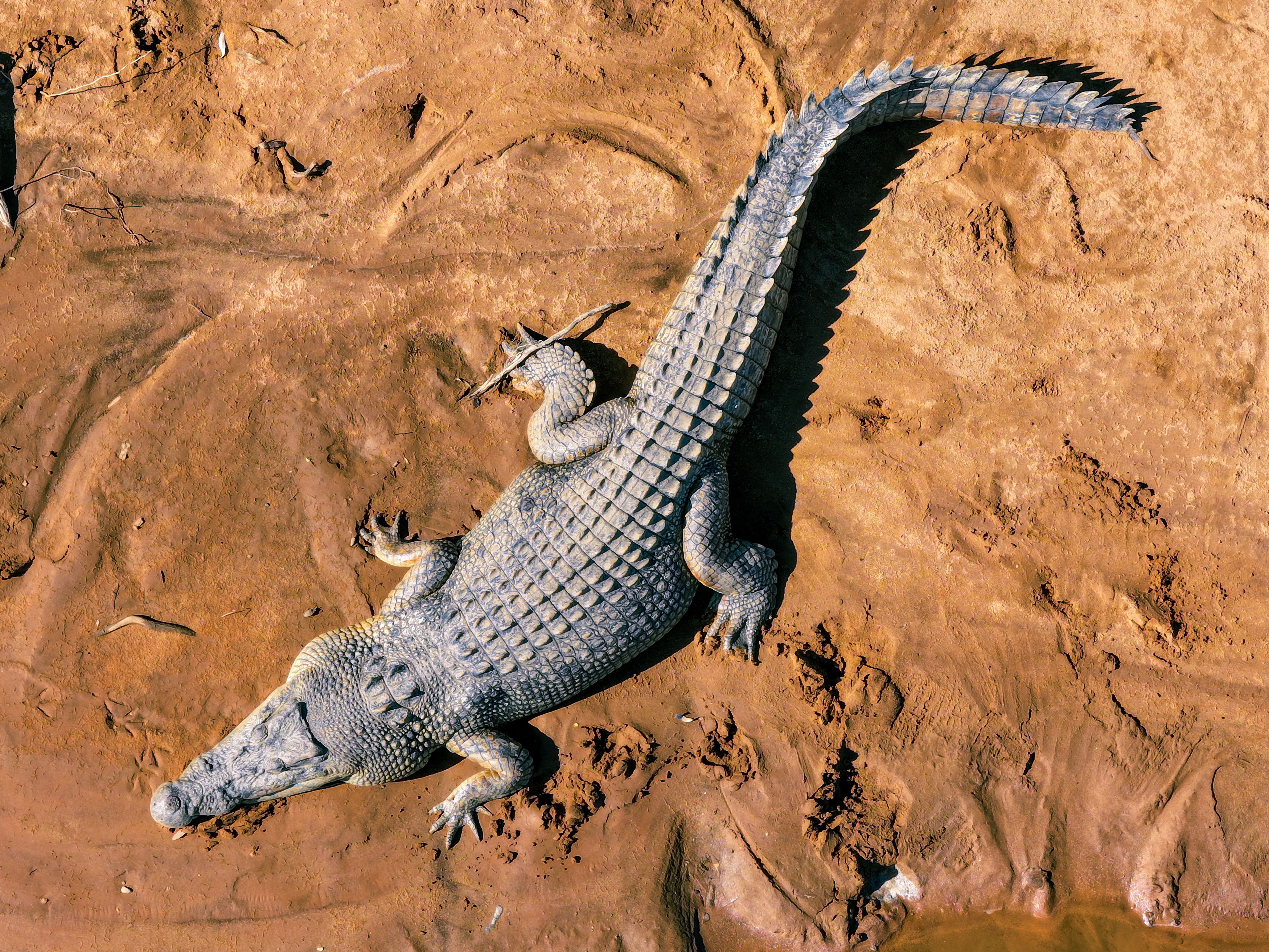 Top View of a Crocodile · Free Stock Photo