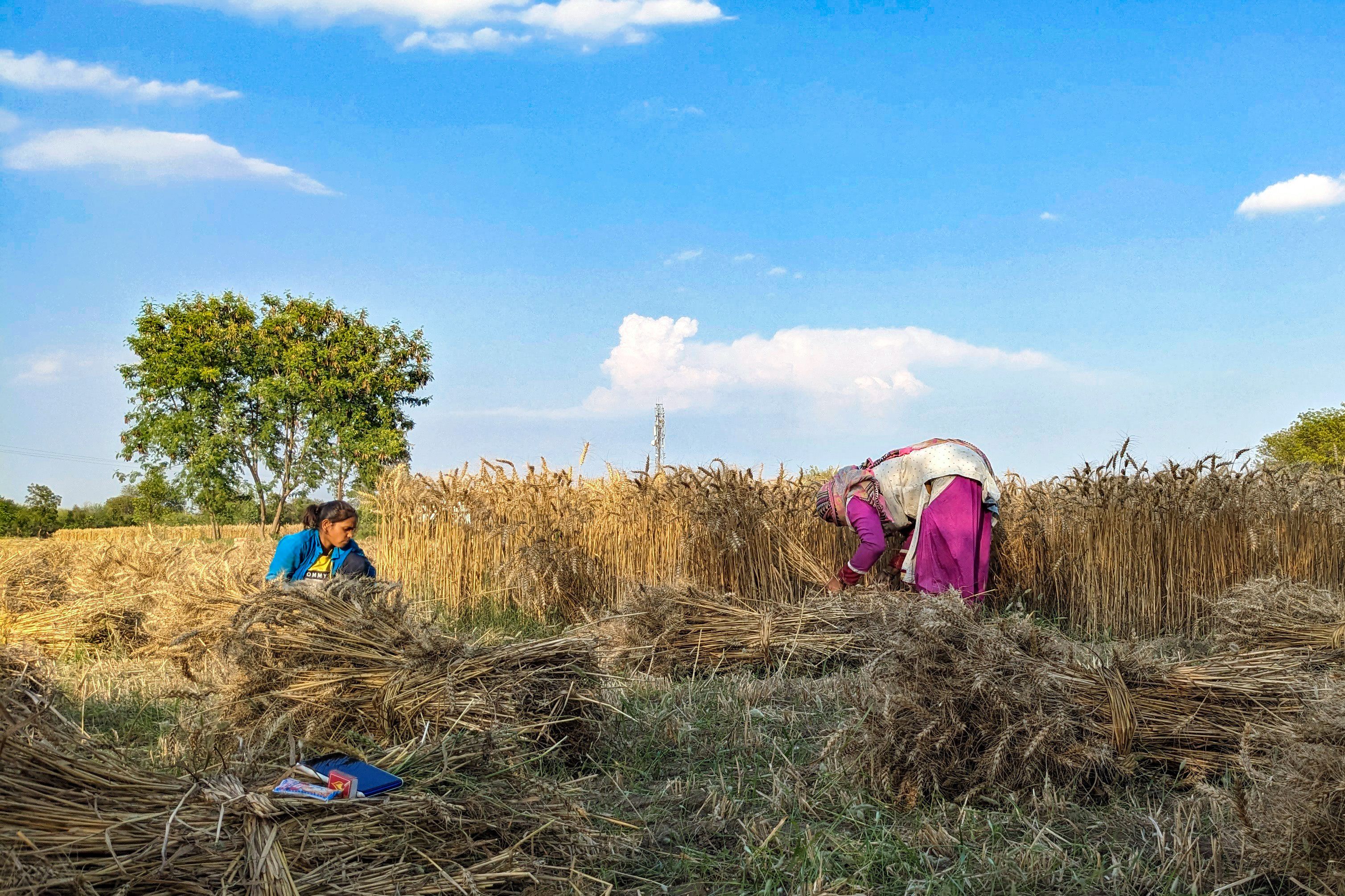 Women Working on Rural Field · Free Stock Photo
