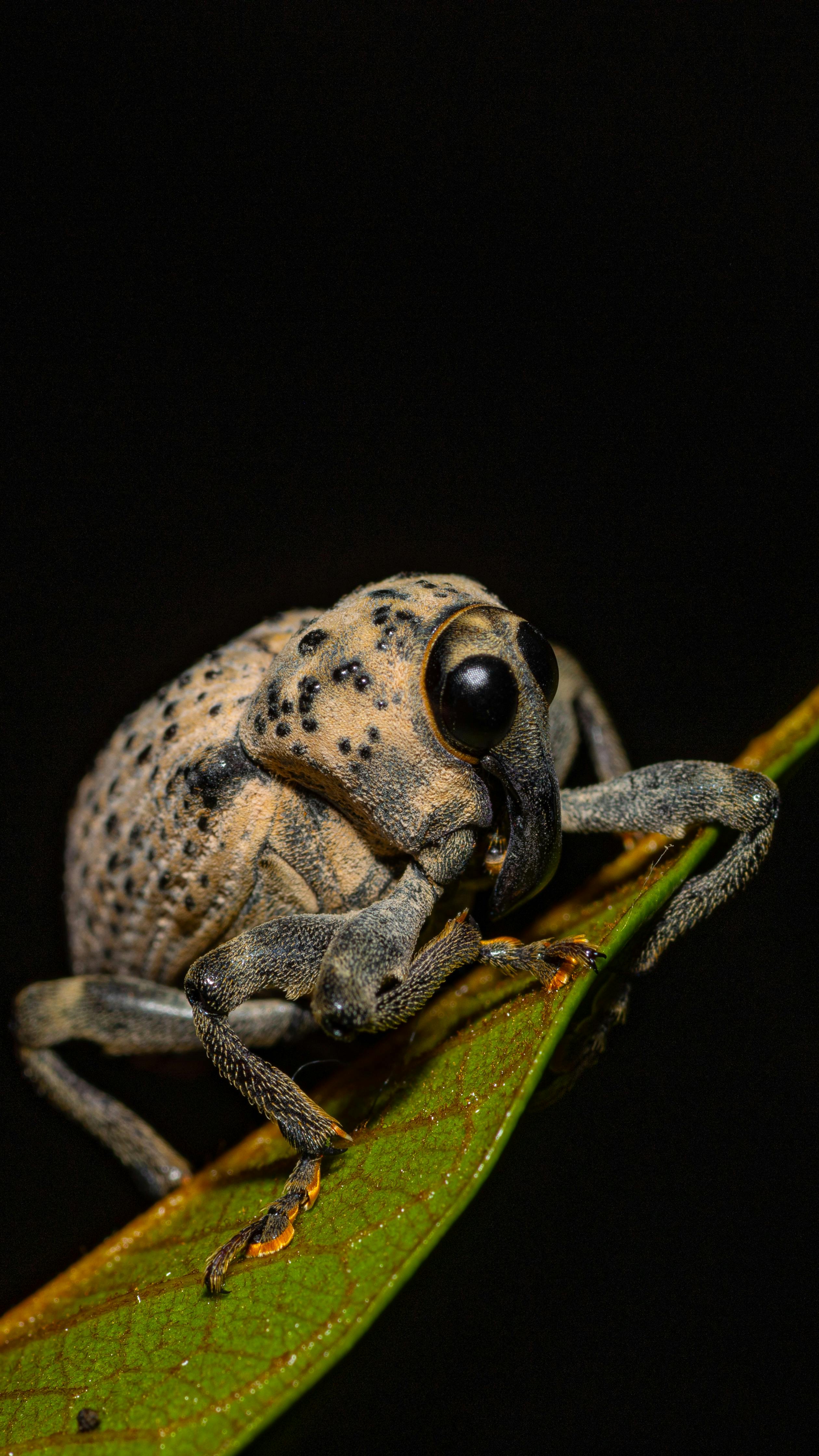 Close Up Photo of Two Jewel Weevils on Green Leaf · Free Stock Photo