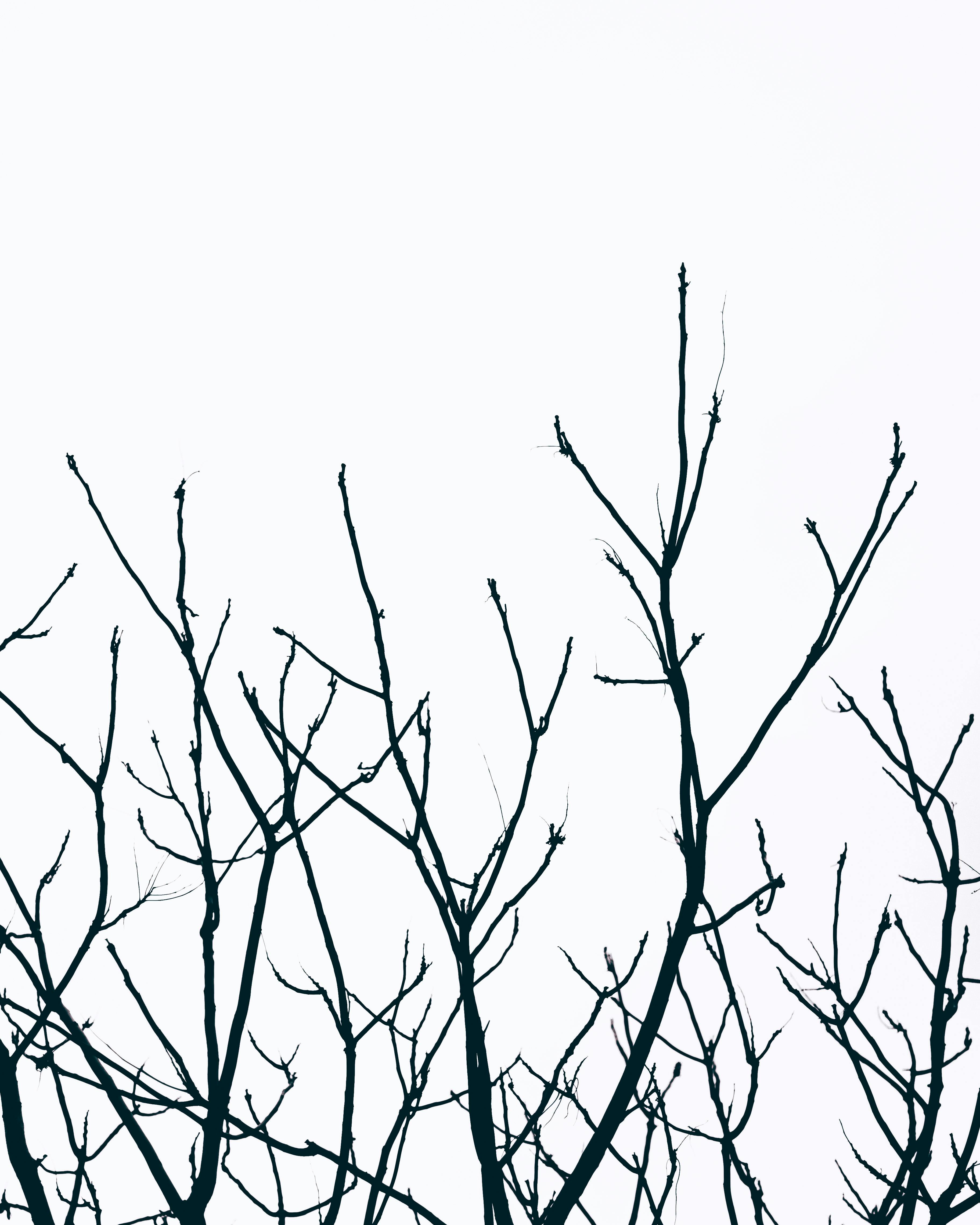 Barren Branches in White Background · Free Stock Photo