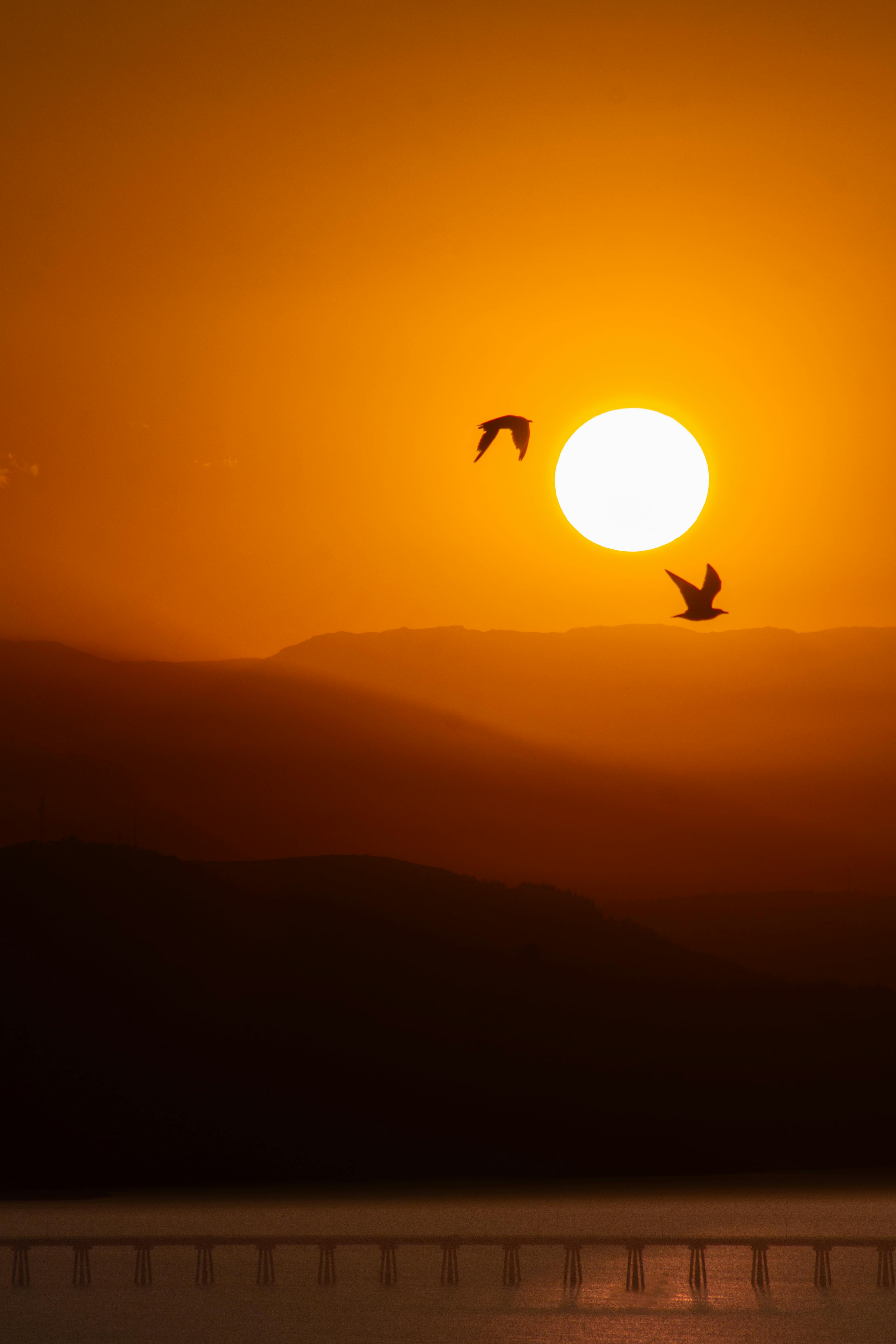 Mass of Bird Flying during Sunset · Free Stock Photo