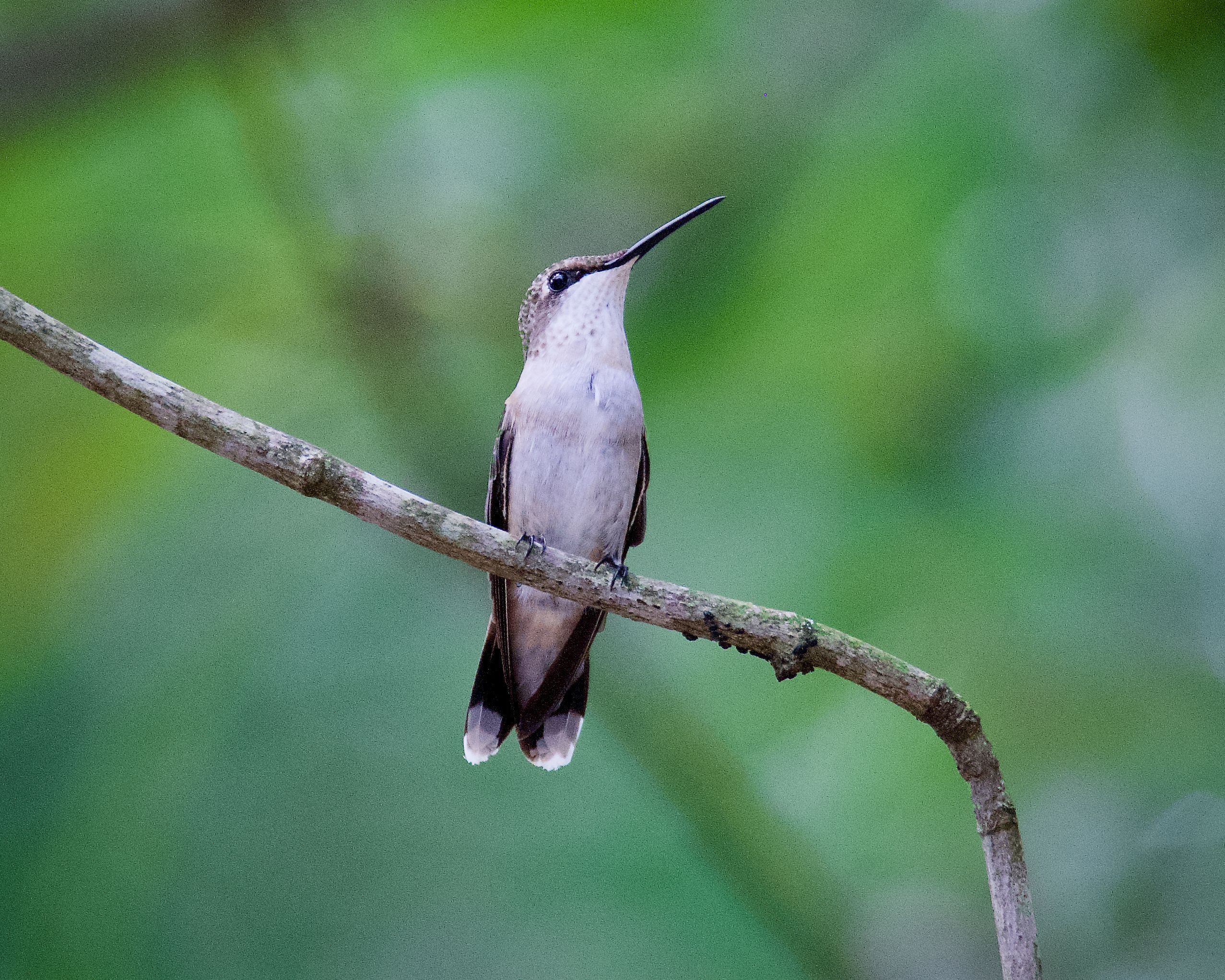 White-necked Jacobin Bird Sitting on a Tree · Free Stock Photo