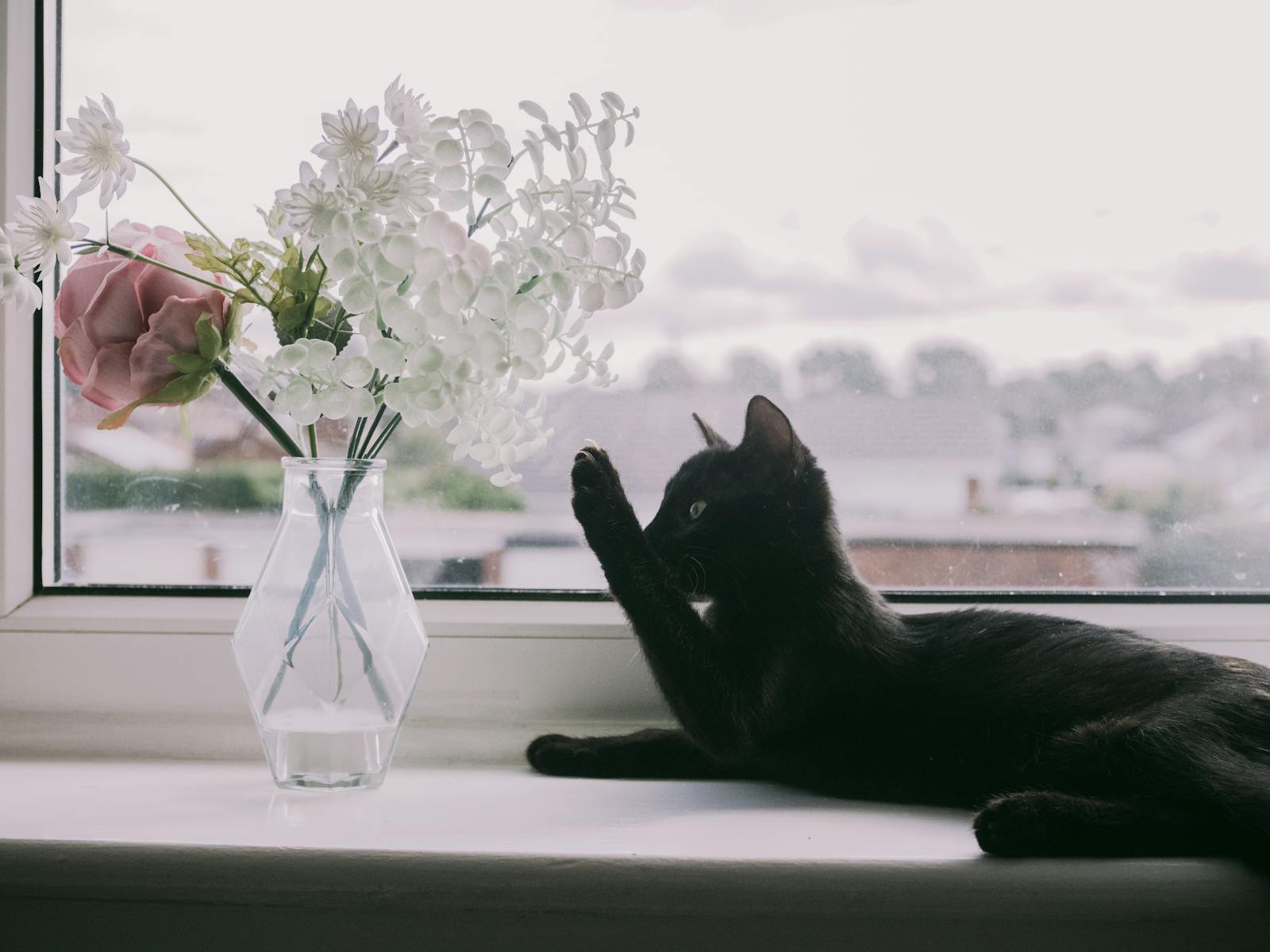 Cat With Rose Flower Photos, Download The BEST Free Cat With Rose ...