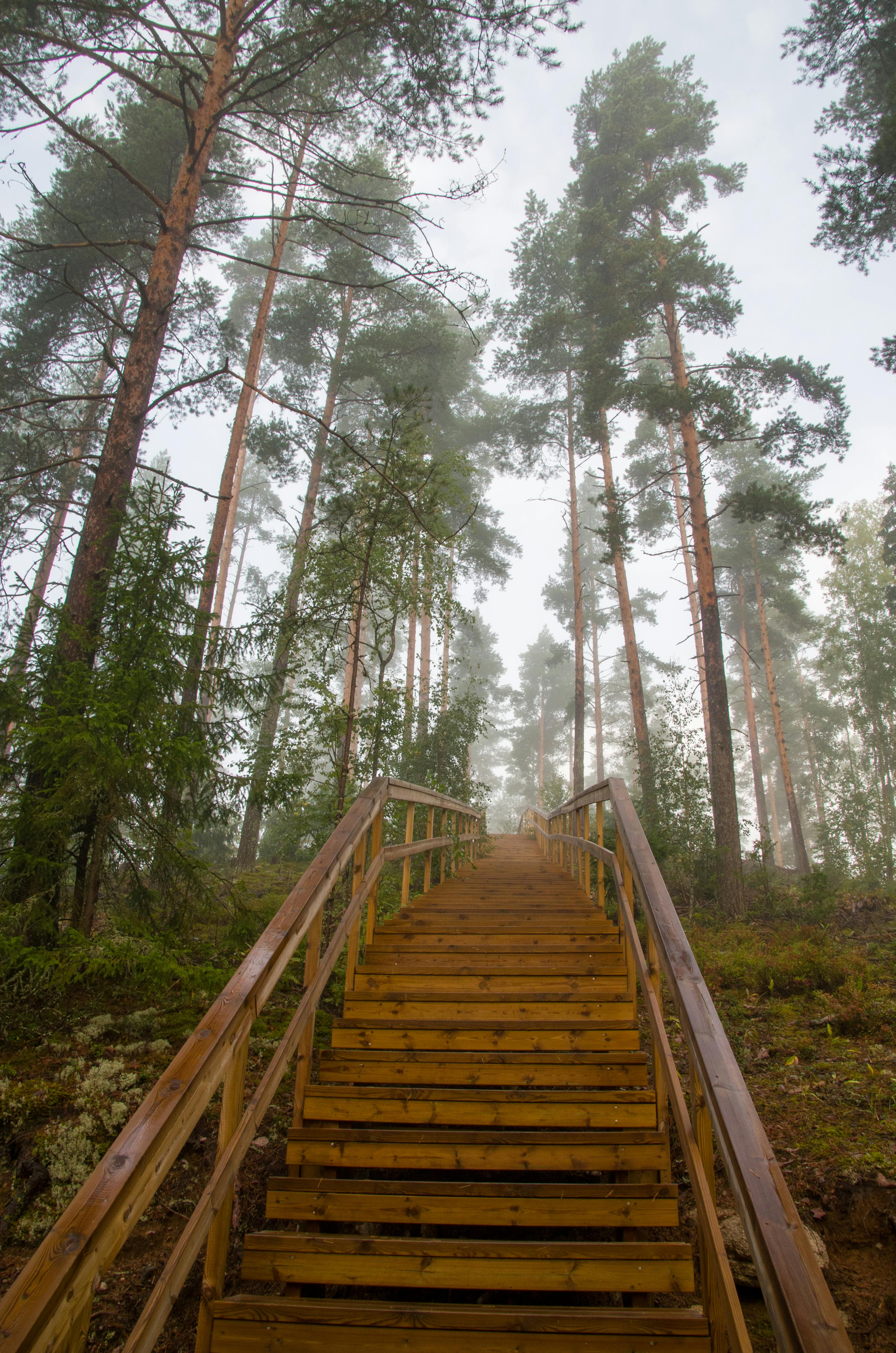 Stairs in a Forest · Free Stock Photo