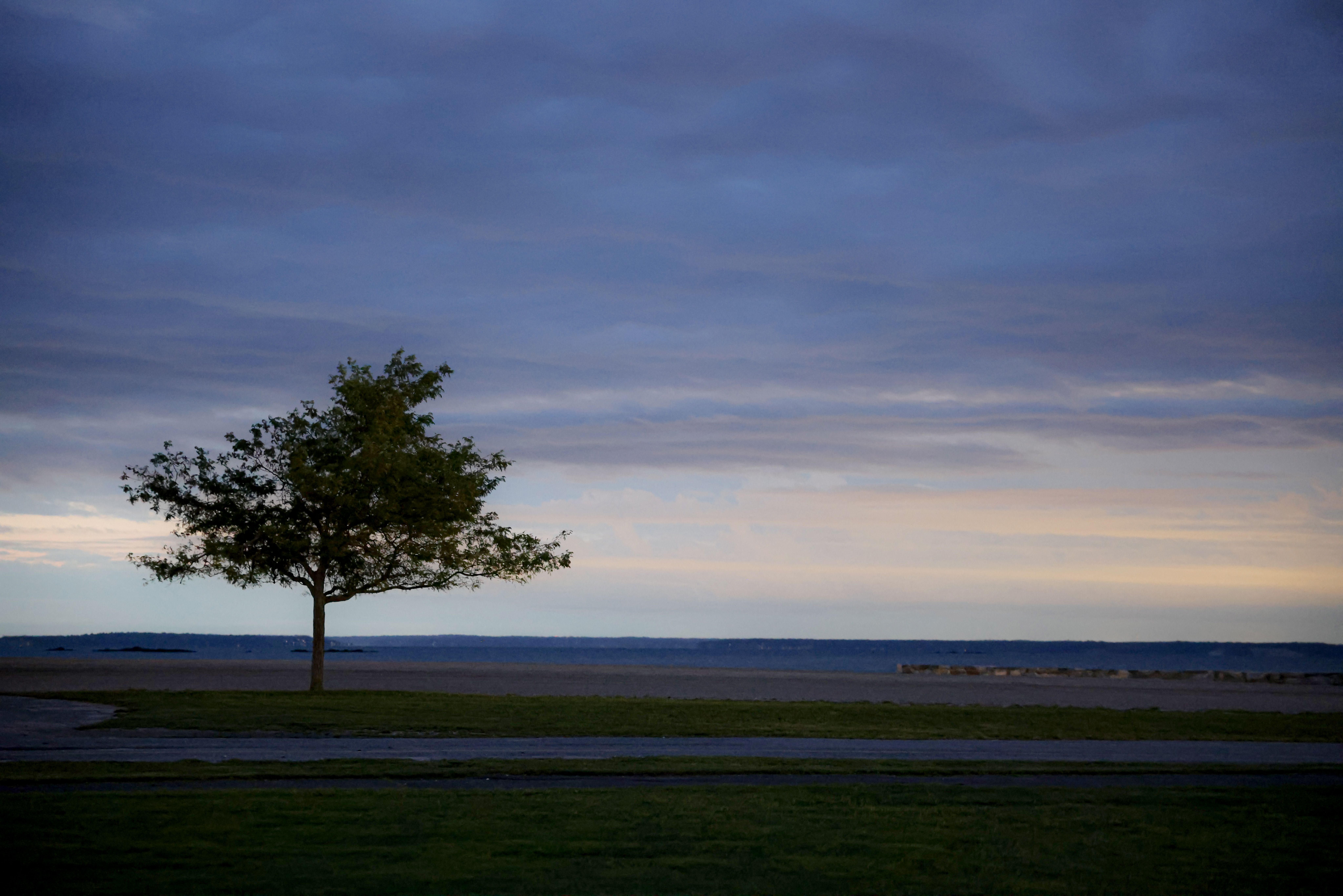 Single Tree on Plains · Free Stock Photo