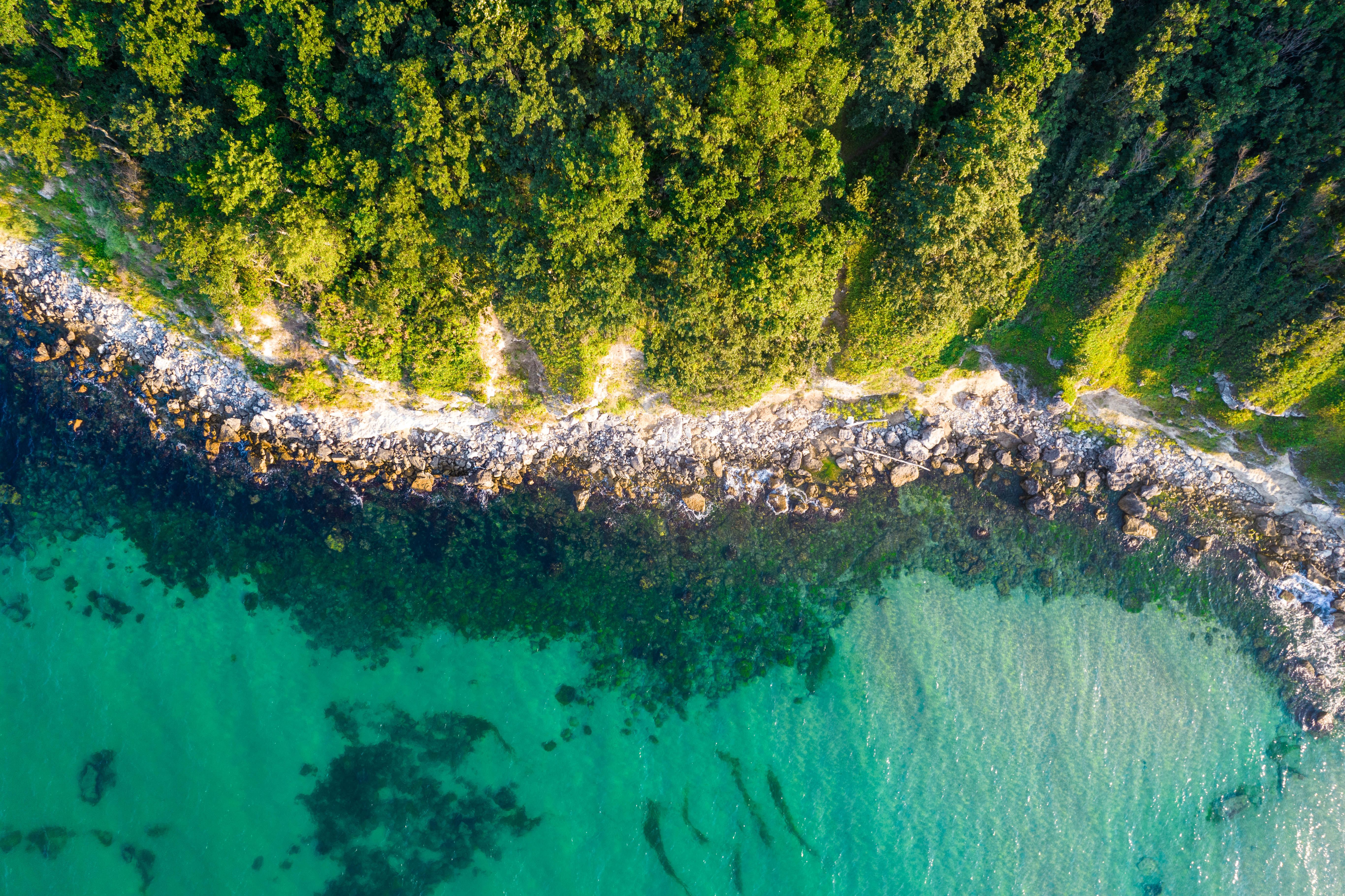 Aerial View of Forest Growing on Shore of Turquoise Sea · Free Stock Photo