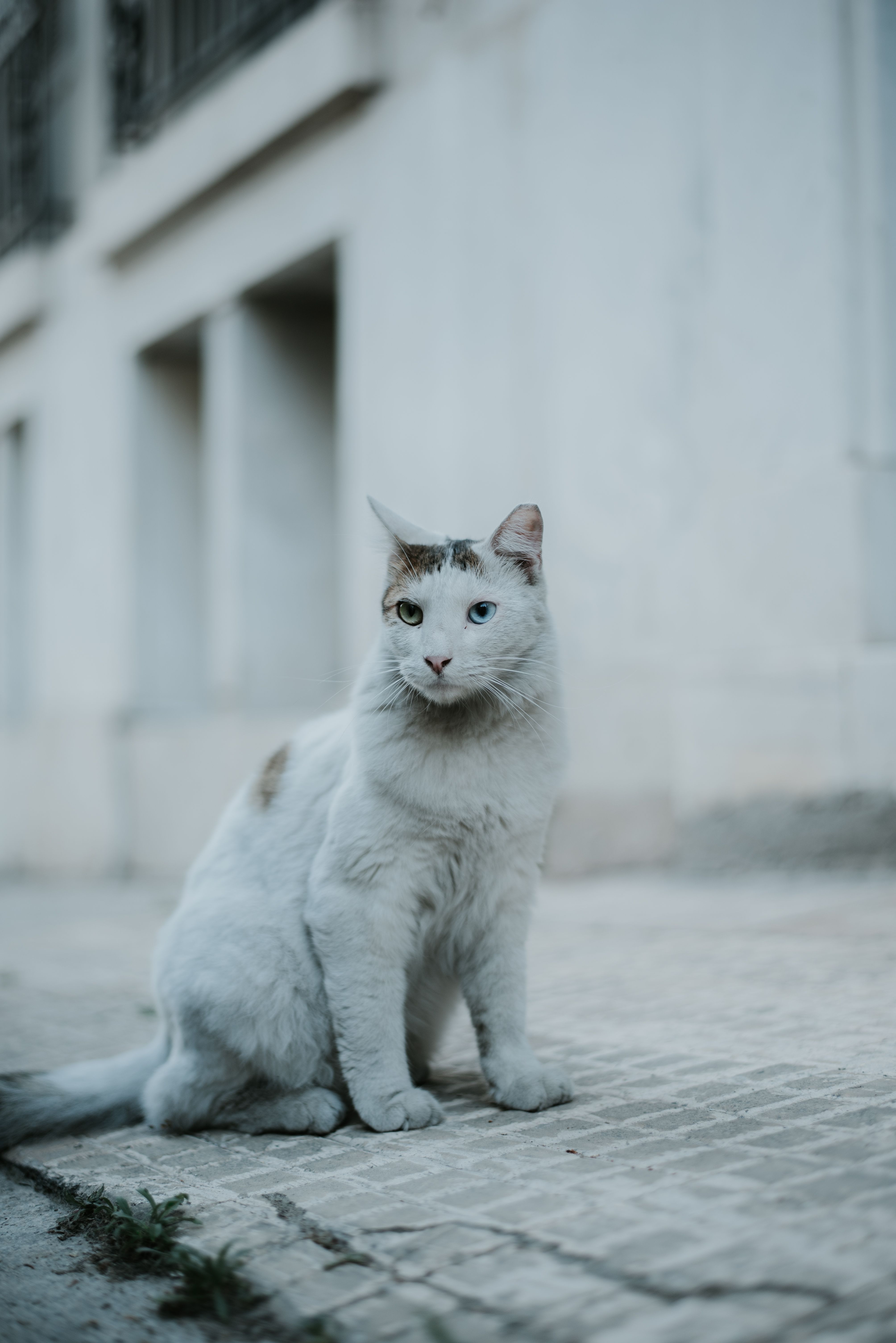 Cat Sitting Photos, Download The BEST Free Cat Sitting Stock Photos ...