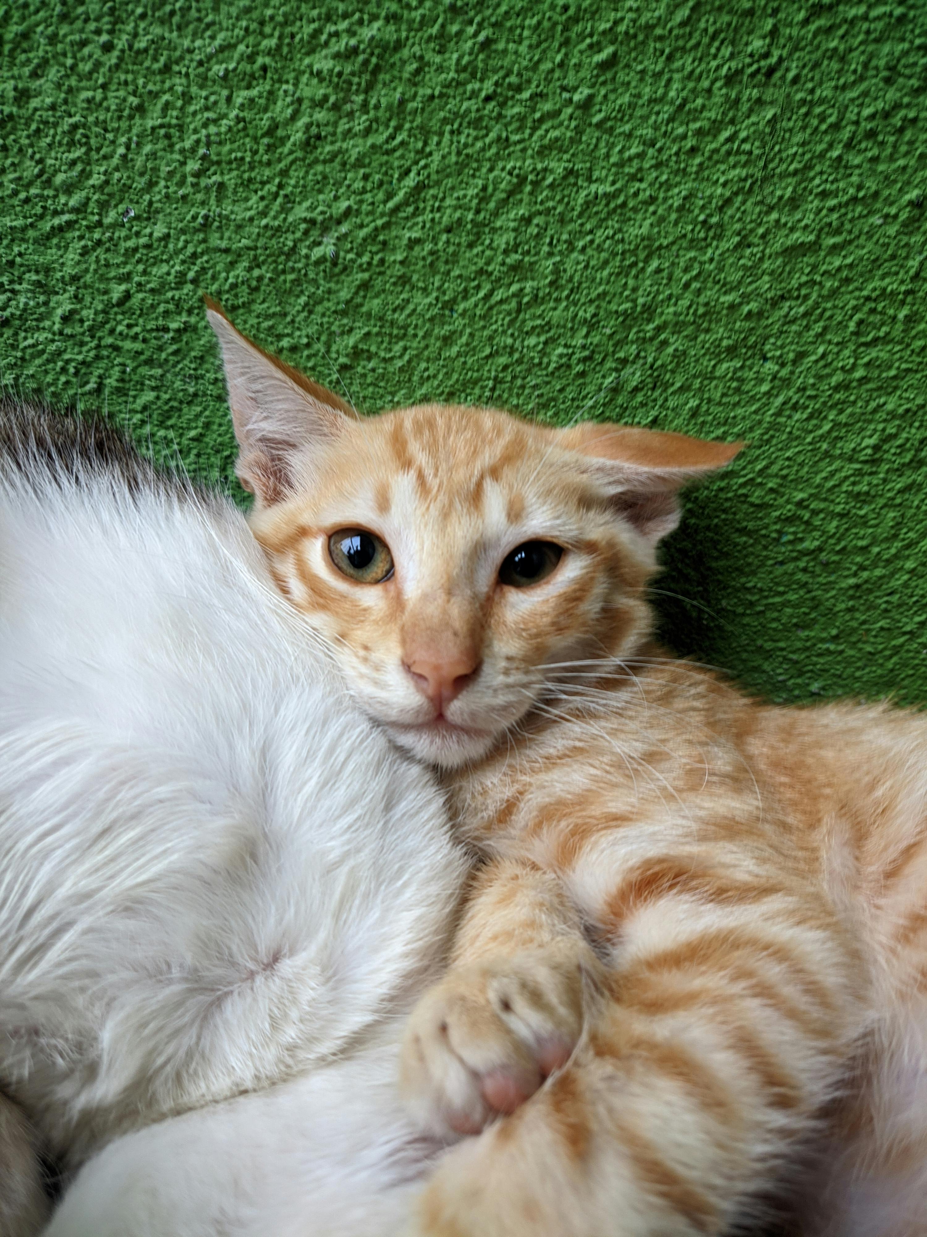 Pets$ Photos, Download The BEST Free Pets$ Stock Photos & HD Images