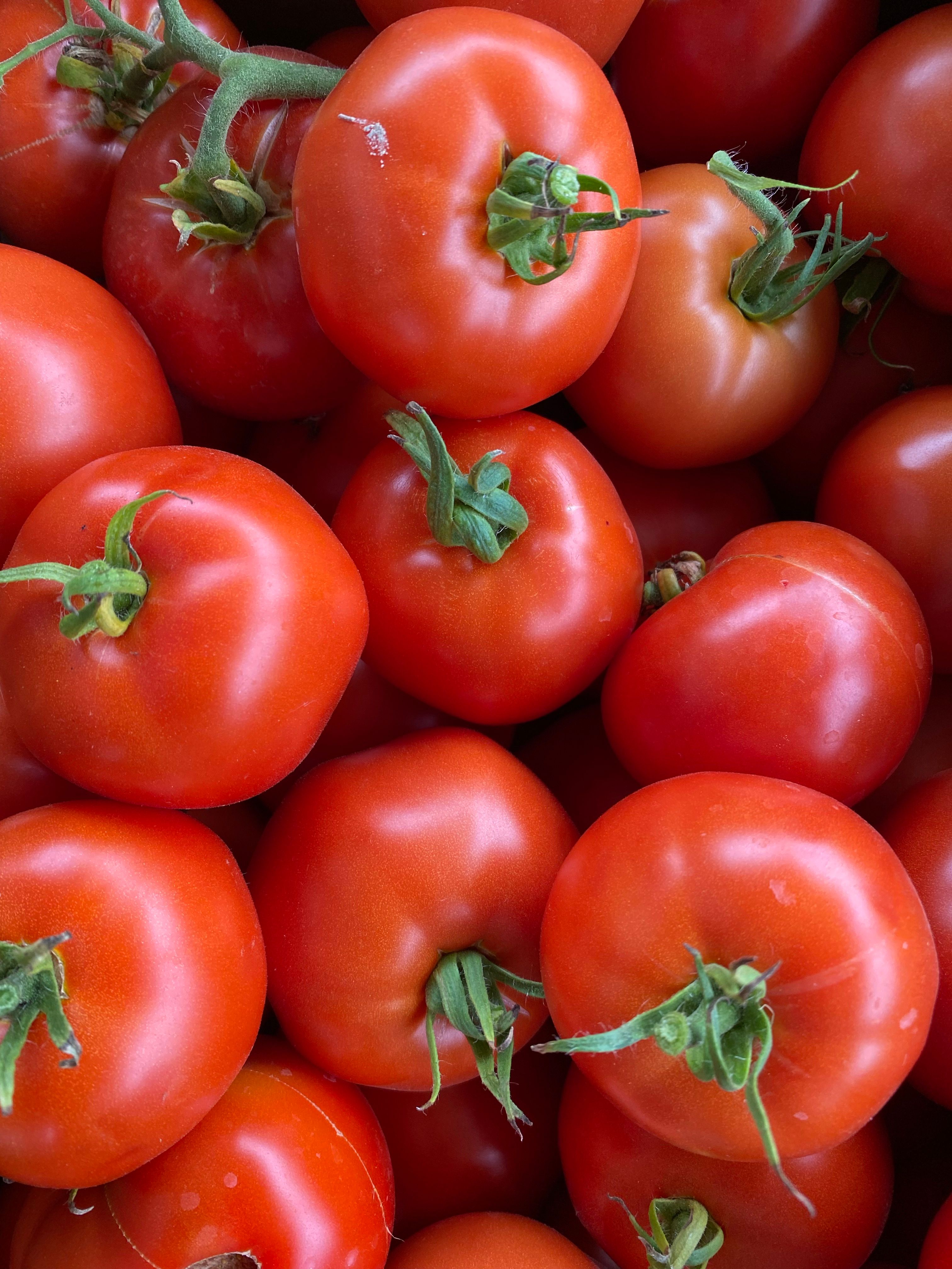 Red Tomatoes · Free Stock Photo