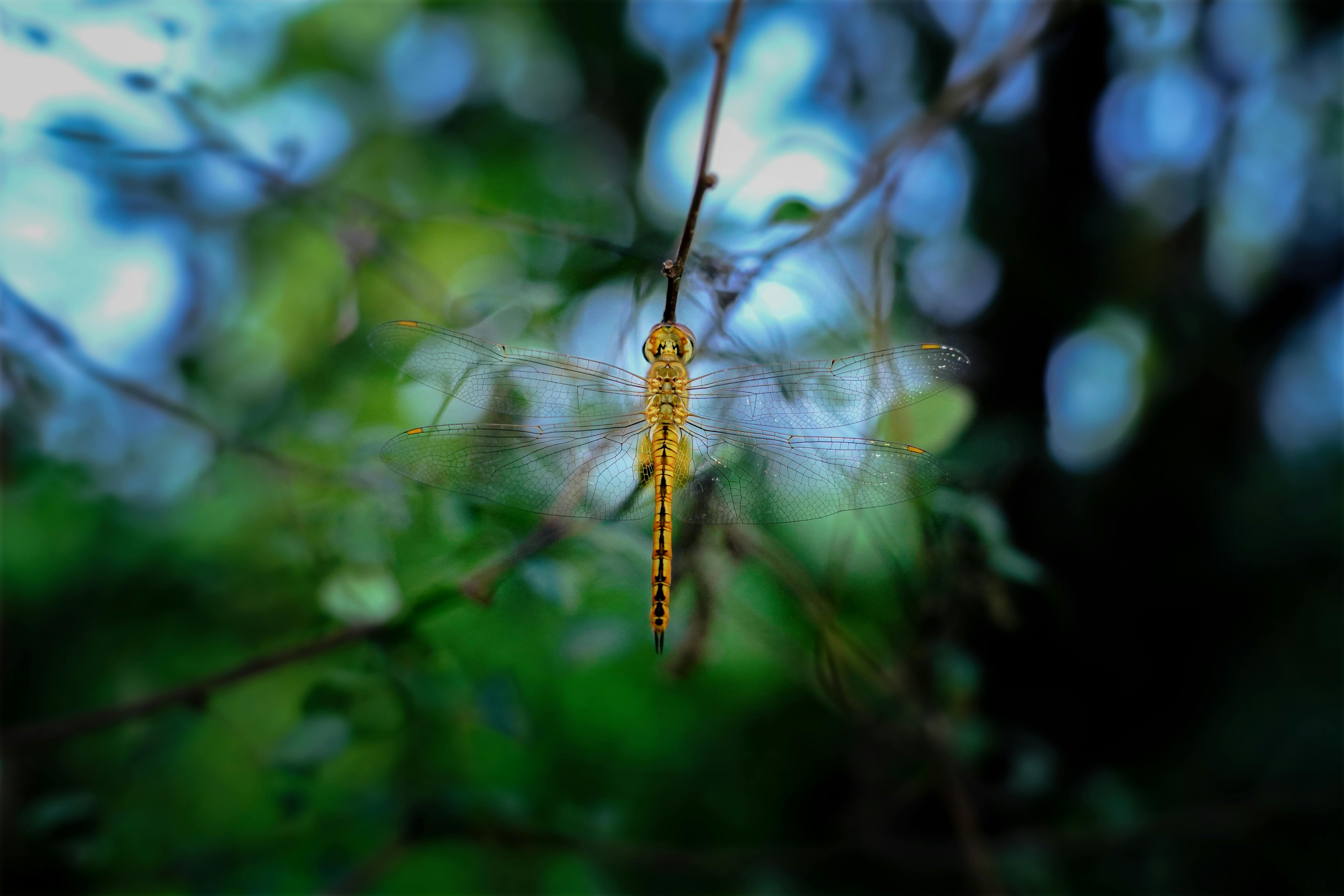 Wandering Percher Dragonfly Perching on a Branch · Free Stock Photo