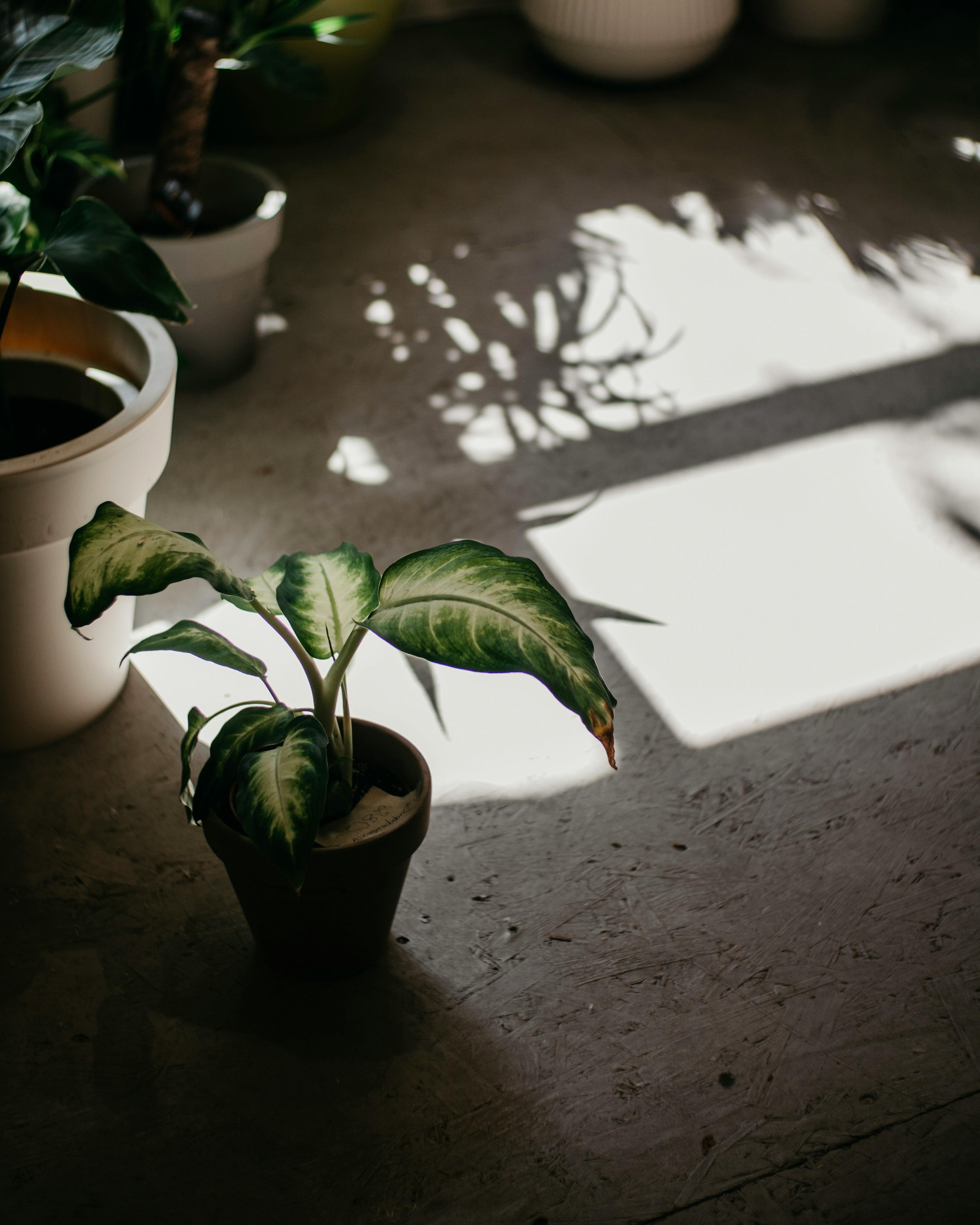 Plant in Pot in Shadow · Free Stock Photo