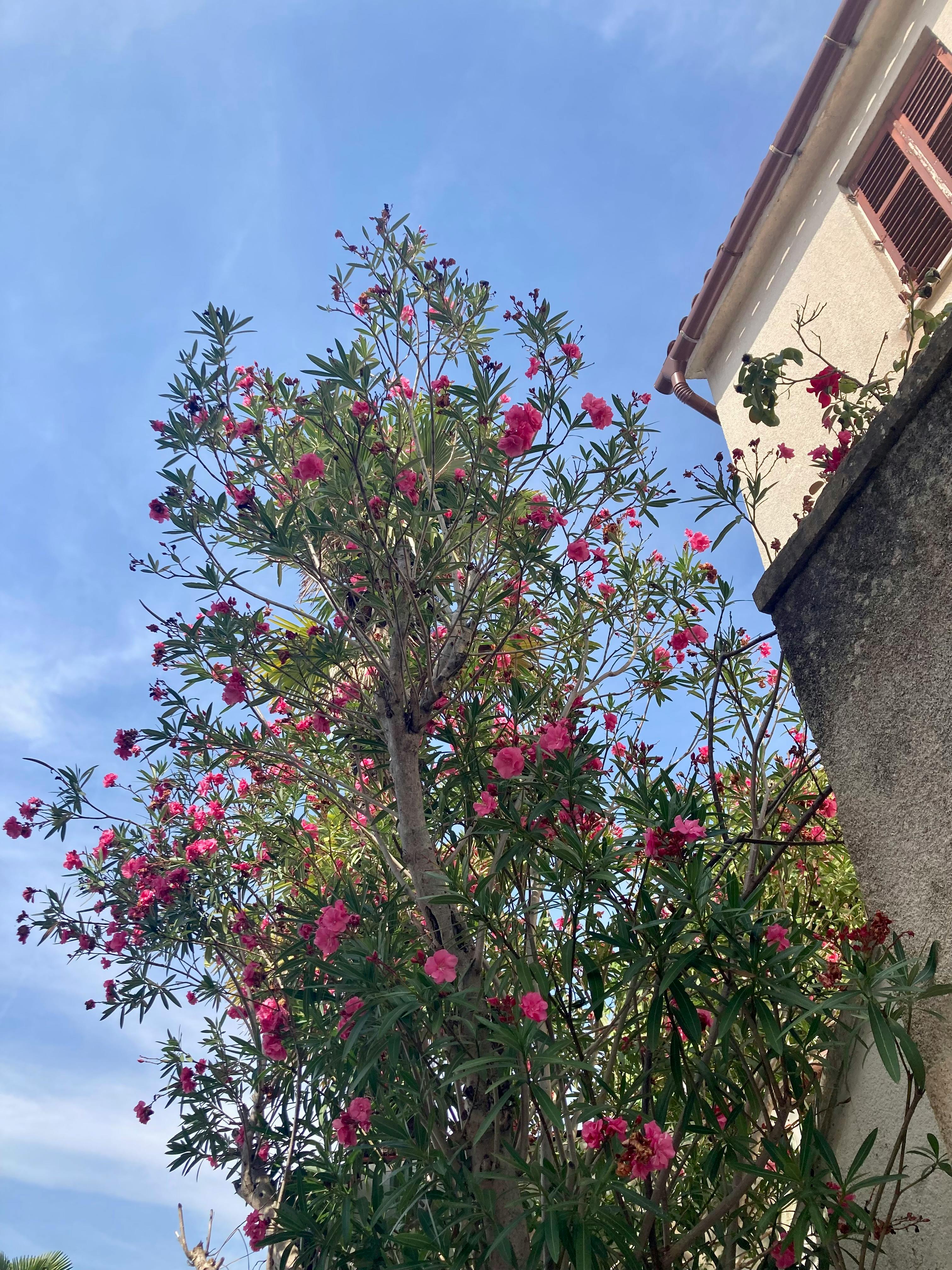 Katoo Roofthooft - Fotografía