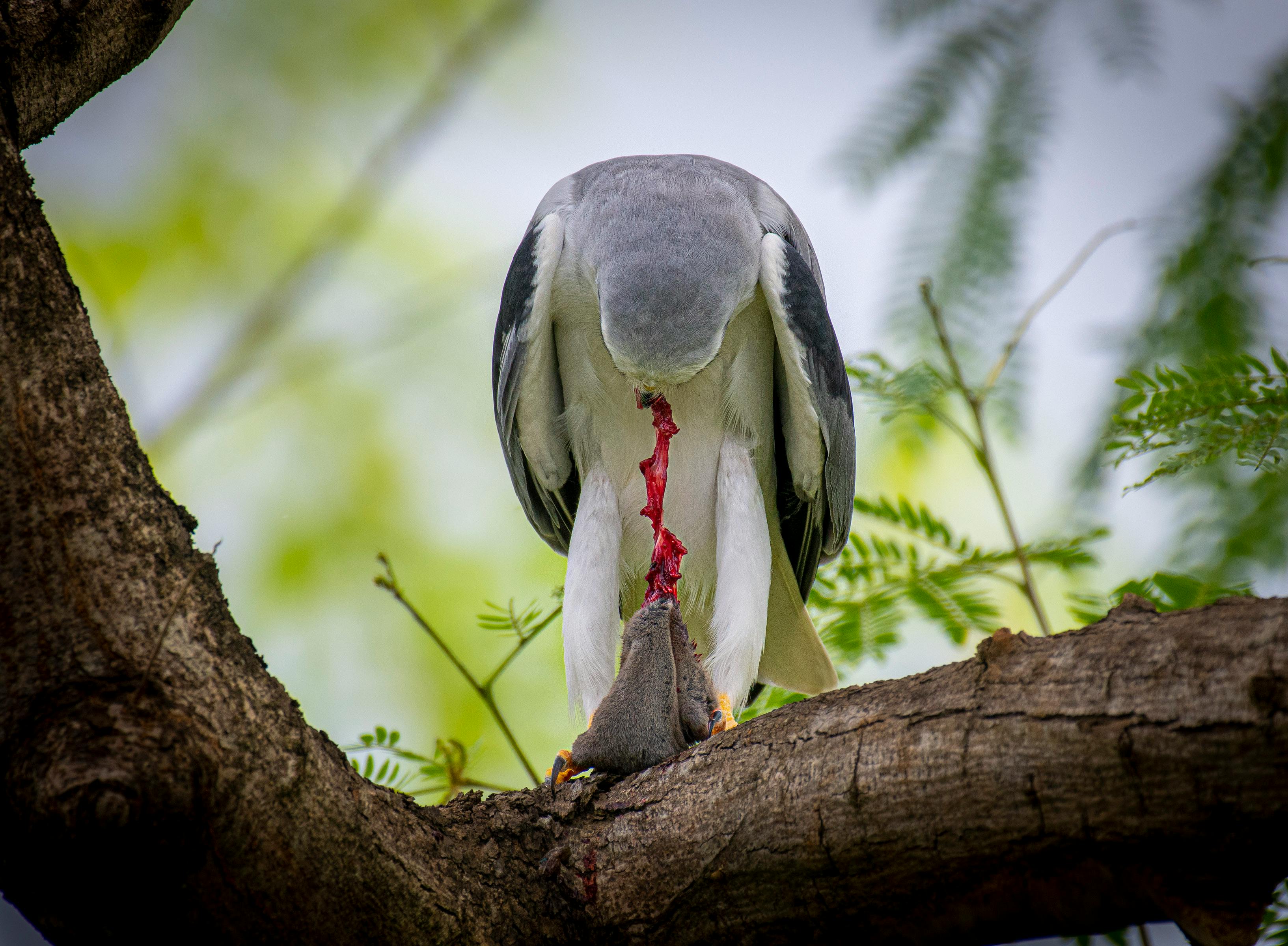 Black-Winged Kite Eating Prey on Branch · Free Stock Photo