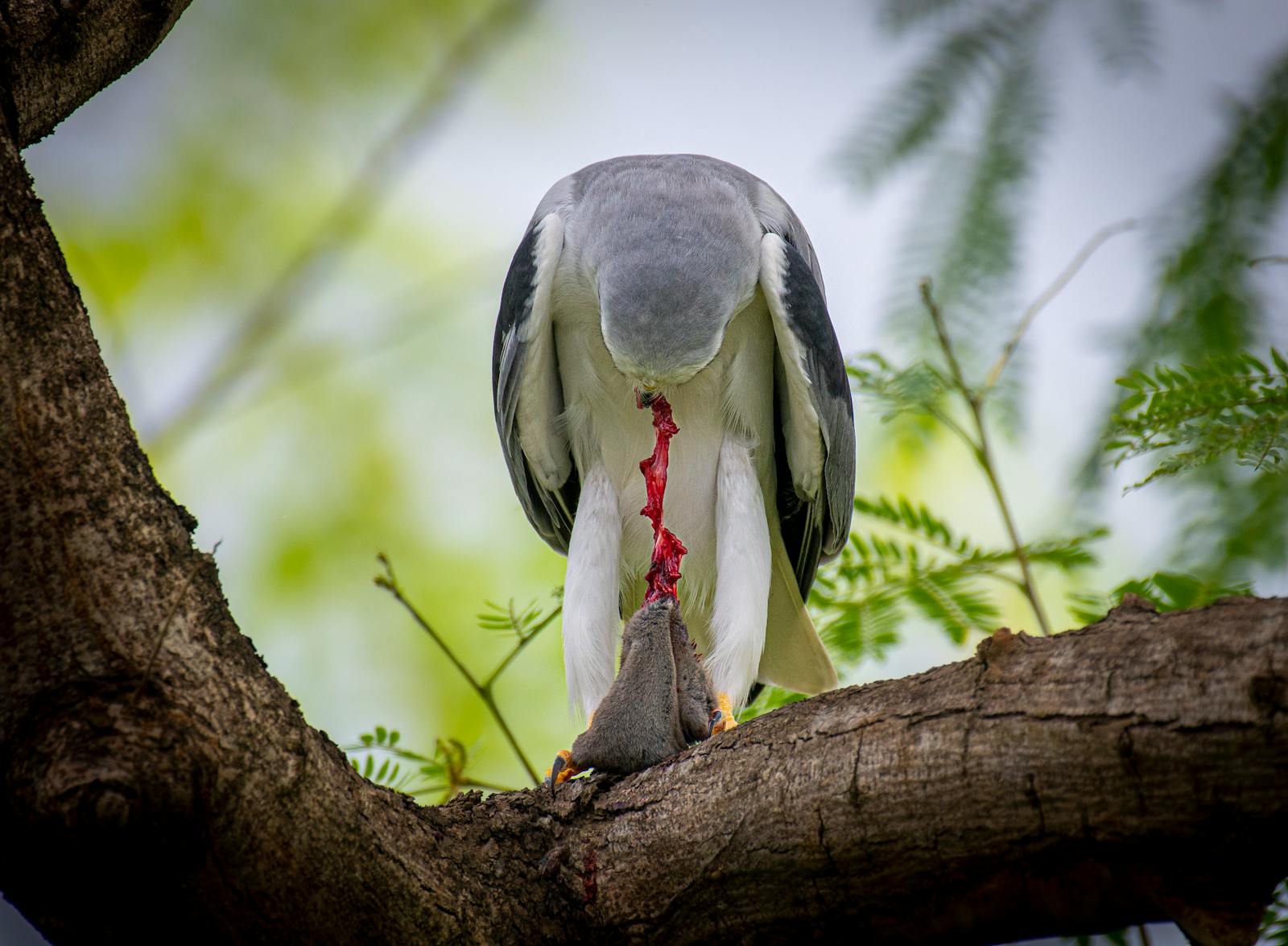 Predator Eating Prey Photos, Download The BEST Free Predator Eating ...