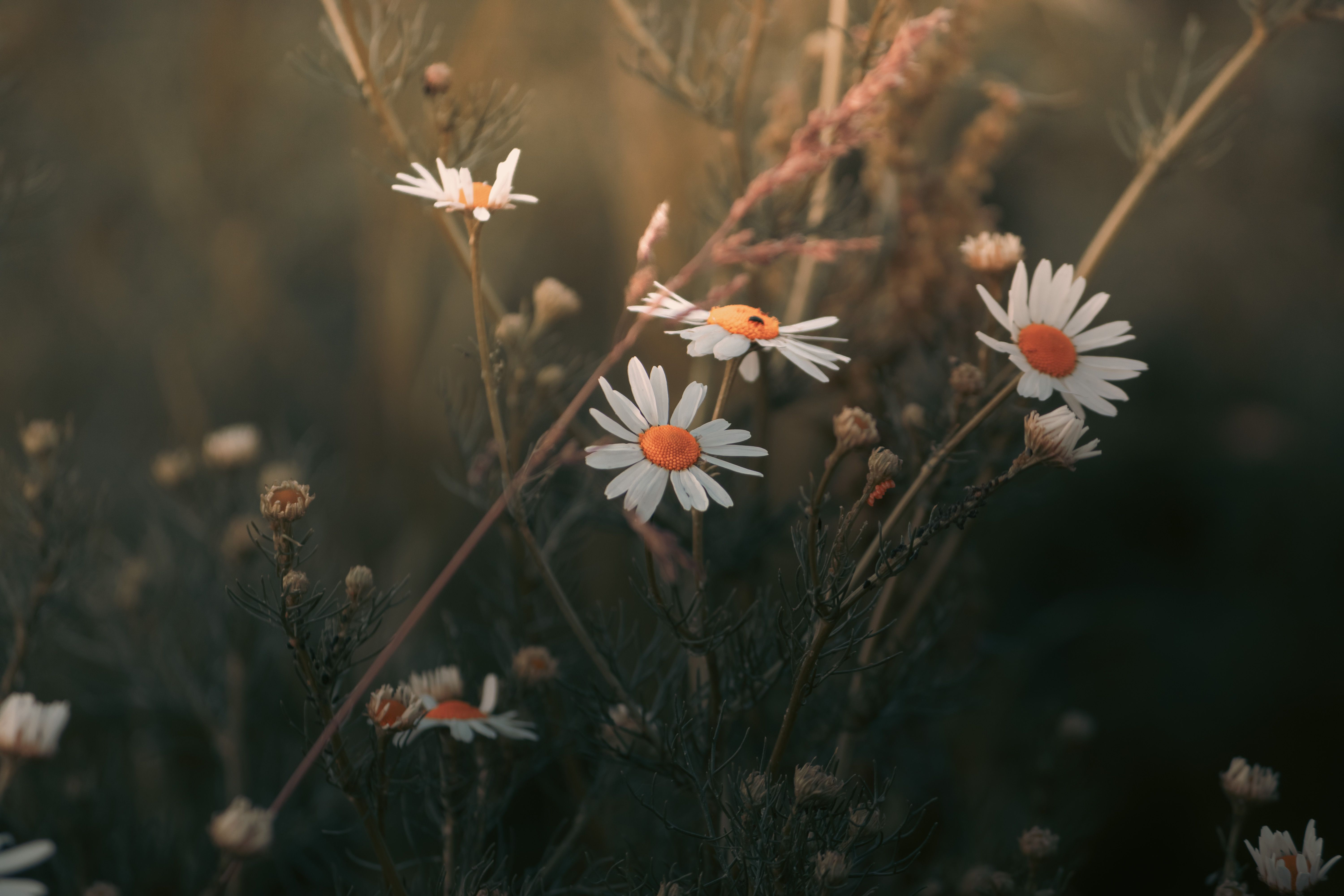 Free stock photo of bright, chamomile, color, dawn, dof, flora, flores ...