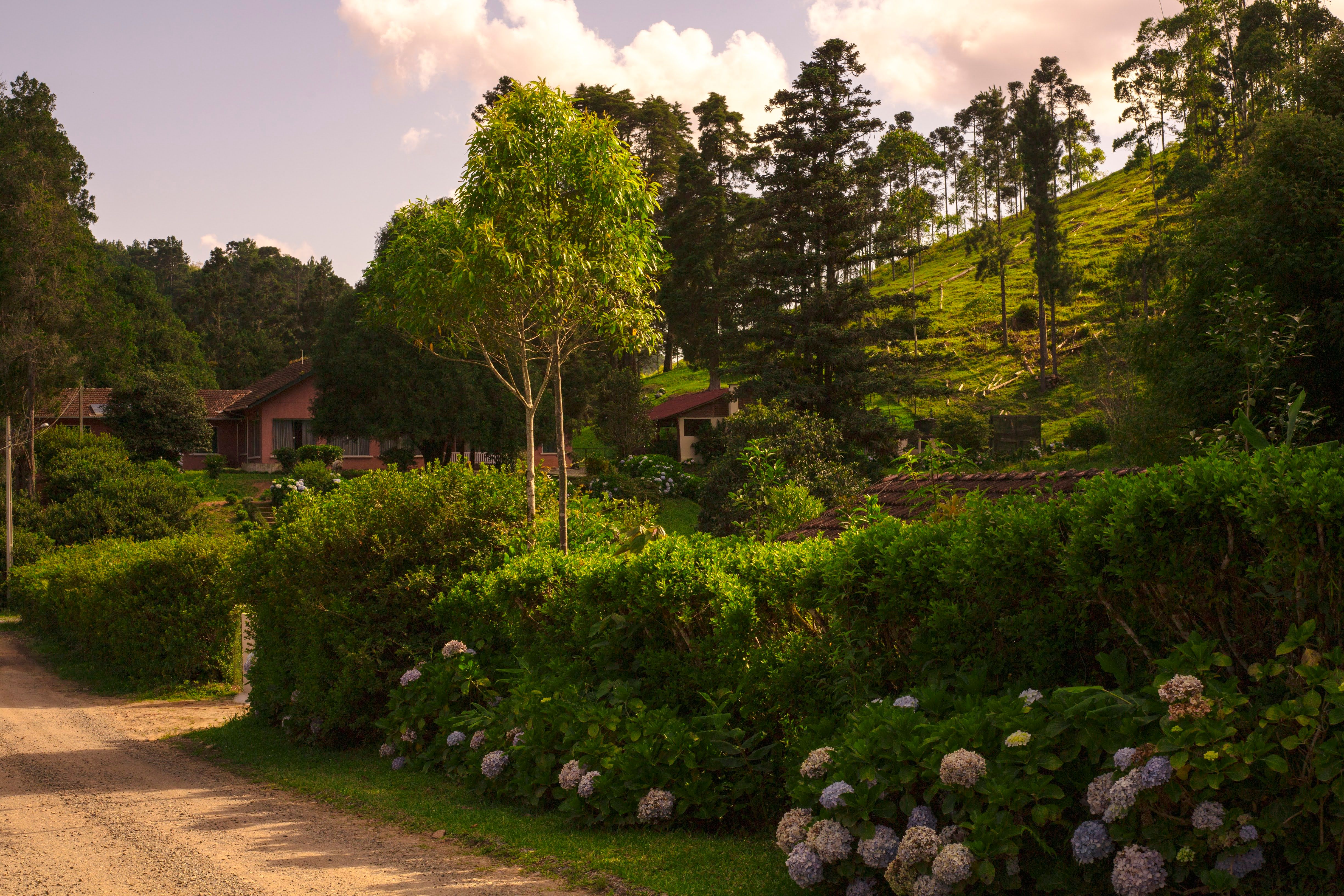 Hedge and Trees Around Garden of a Country House · Free Stock Photo