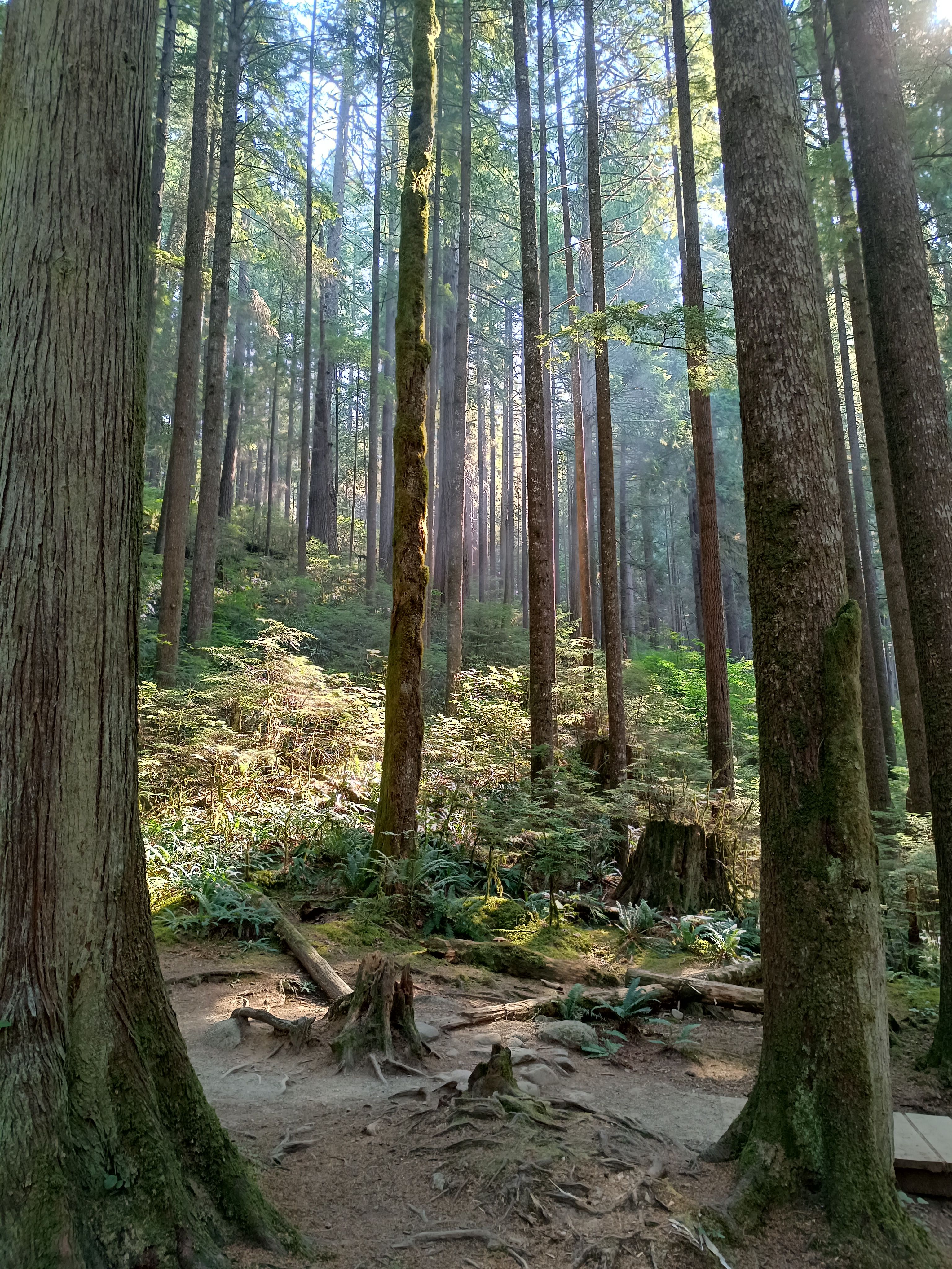 Stumps by the Path in the Forest · Free Stock Photo