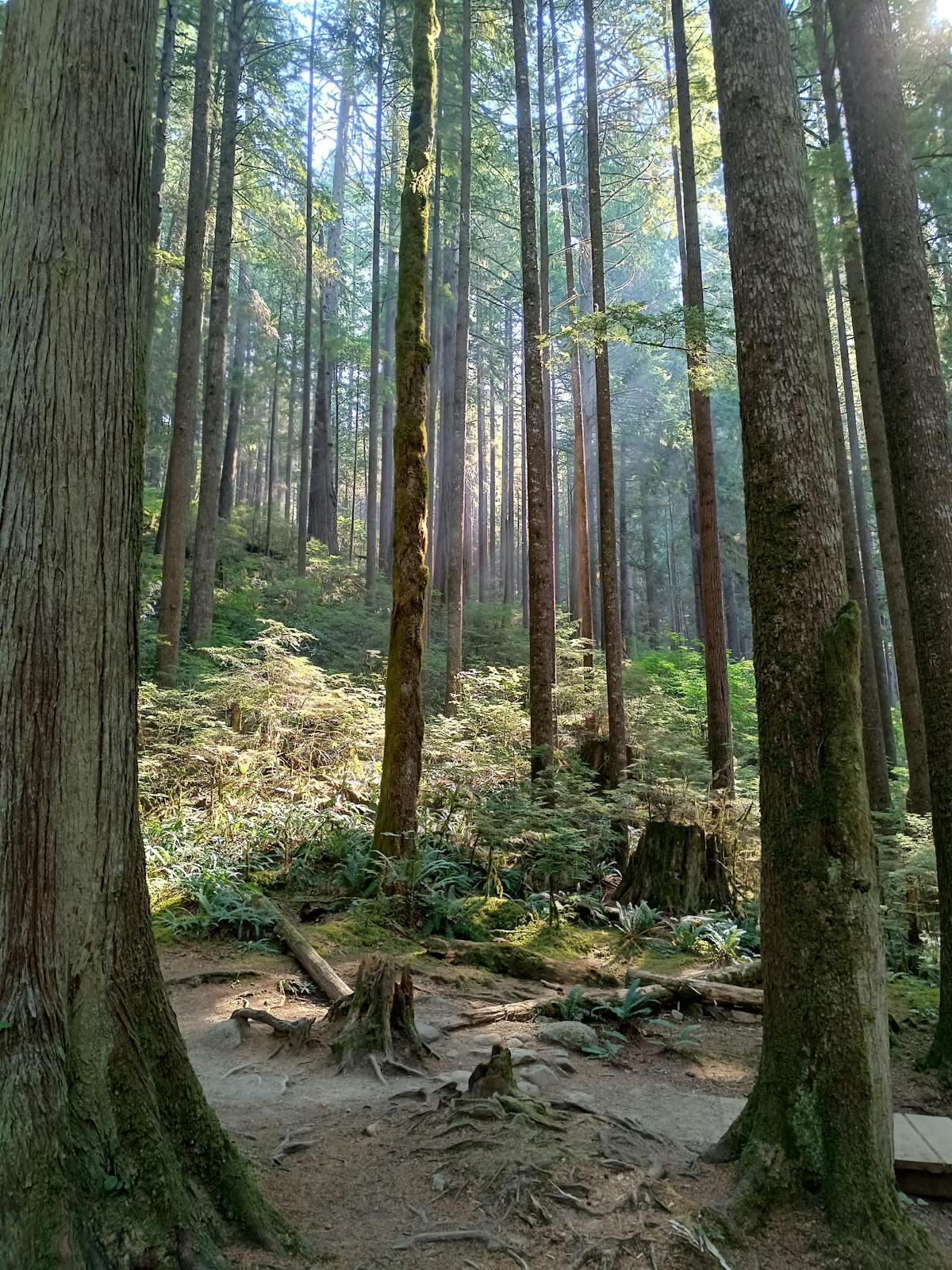 Stumps Photos, Download The BEST Free Stumps Stock Photos & HD Images