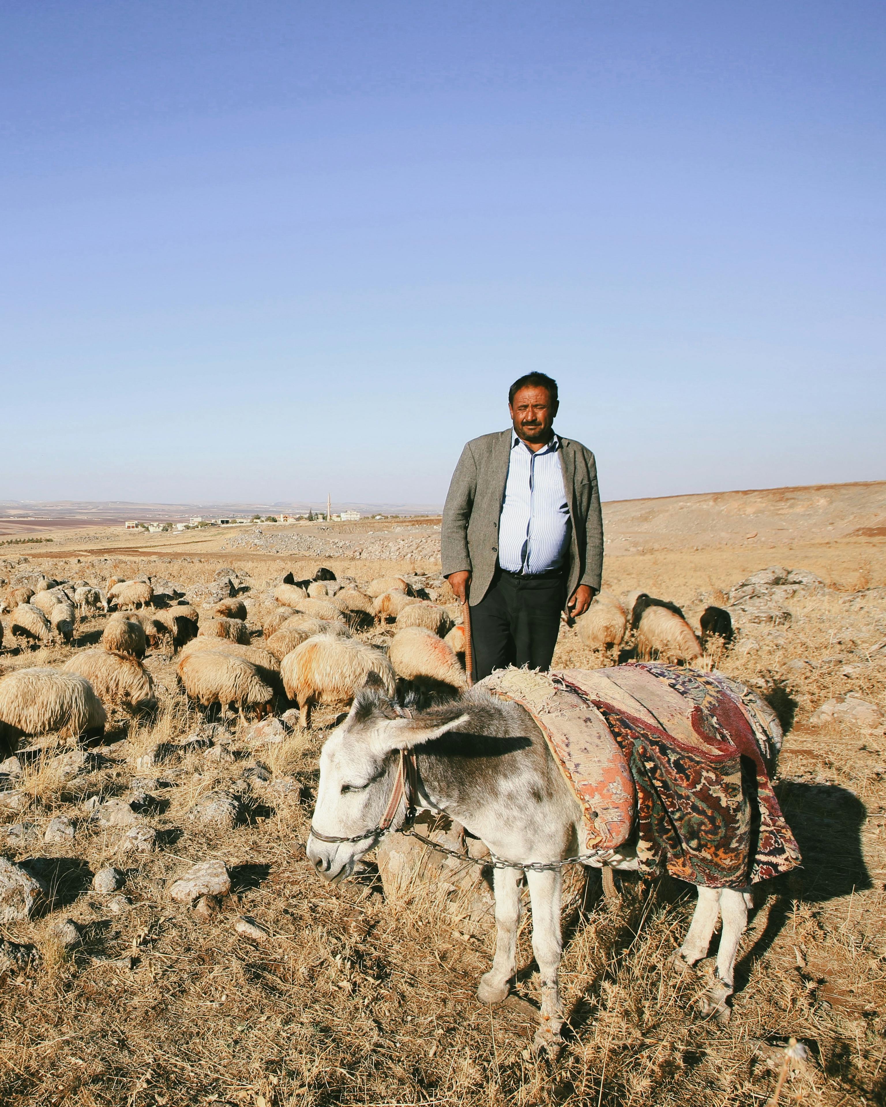 Sheep Herder In A Field Photos, Download The BEST Free Sheep Herder In ...
