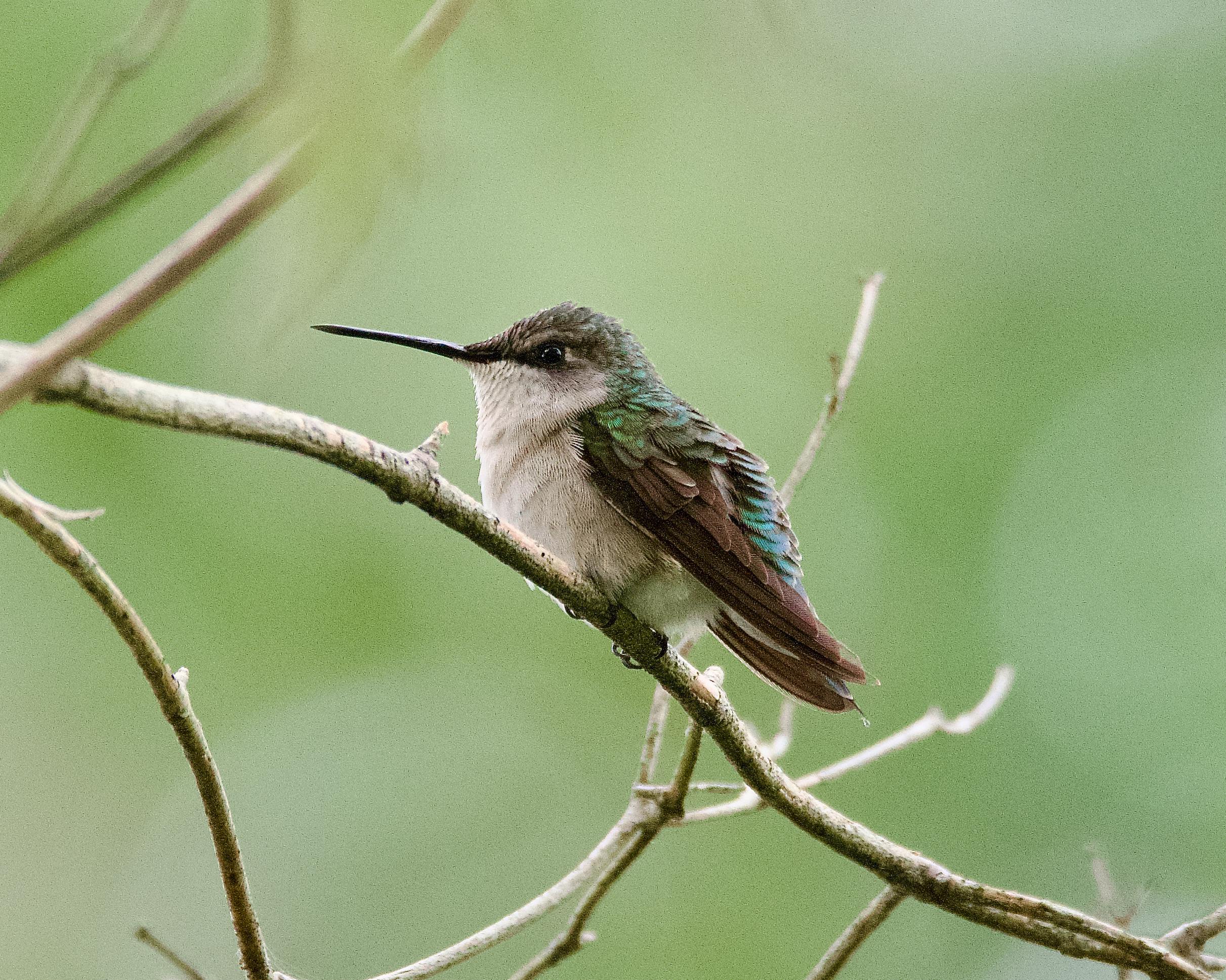 Hummingbird on Branch · Free Stock Photo