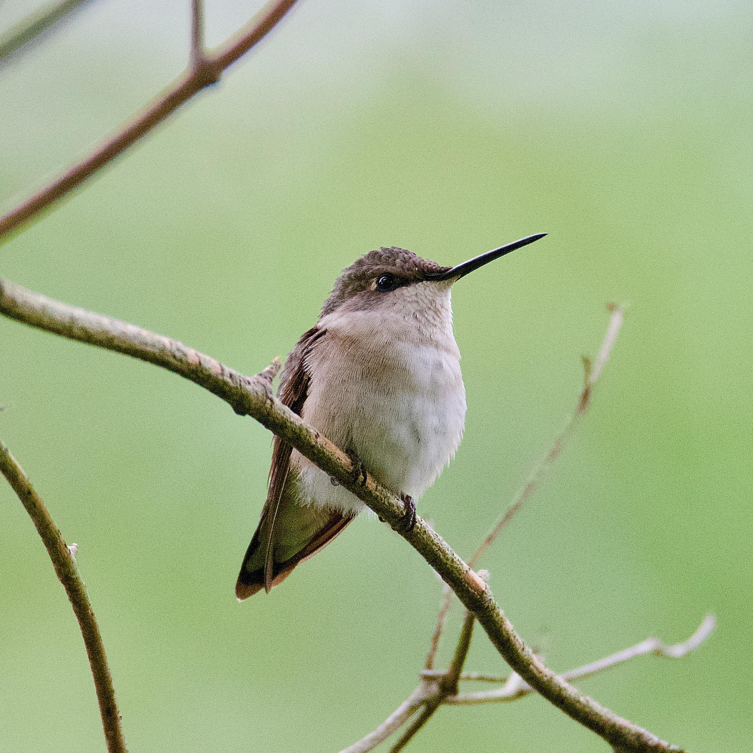 Close-Up Photo of Hummingbird Near Flowers · Free Stock Photo