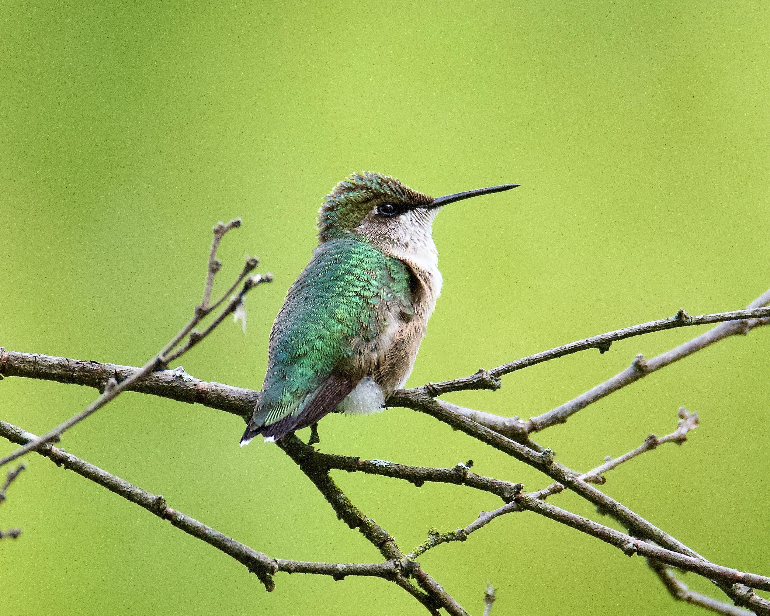Close up of Hummingbird · Free Stock Photo