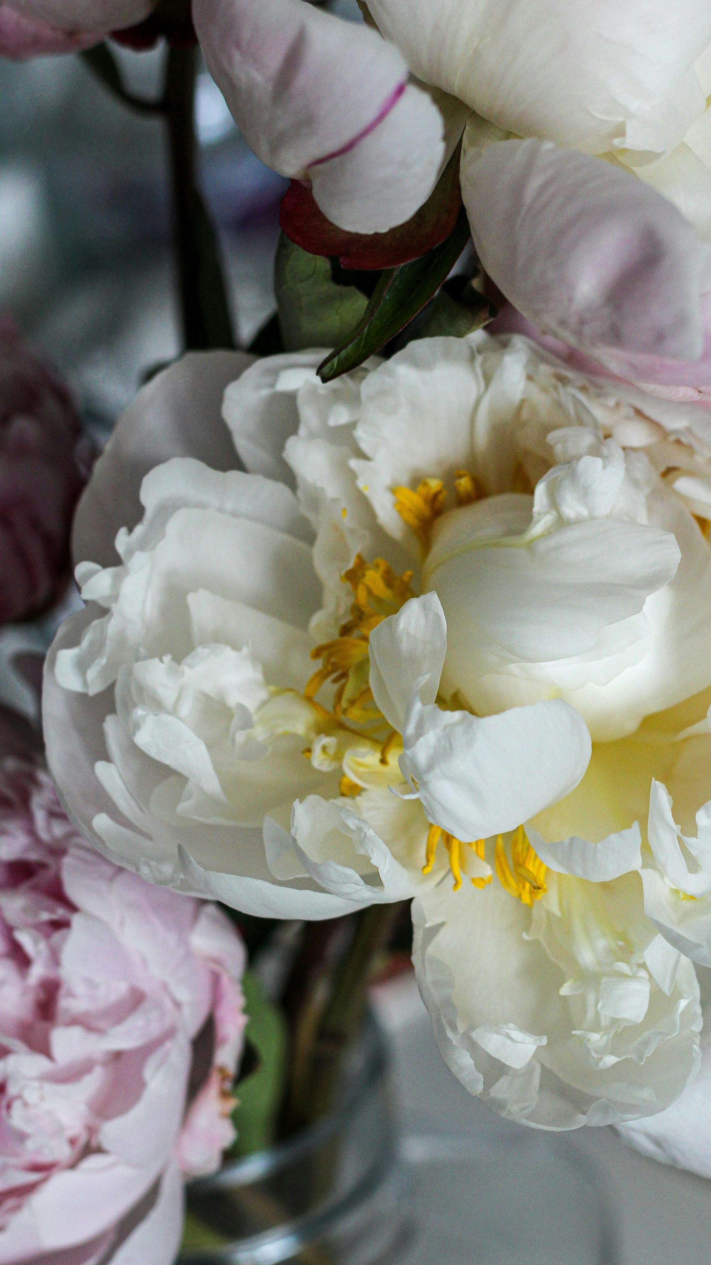 Korean Spring Photos, Download The BEST Free Korean Spring Stock Photos ...