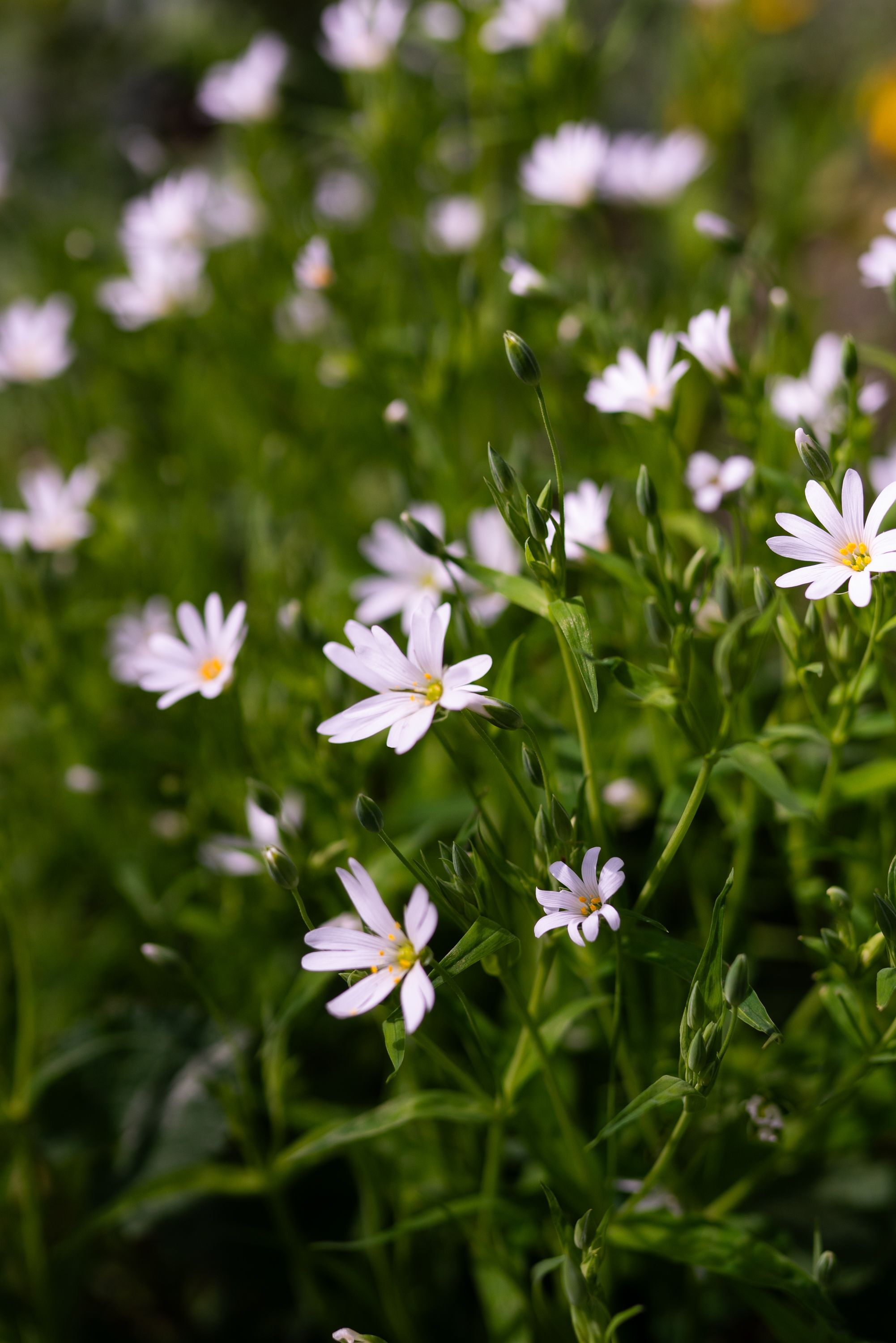 Bloom And Injection Photos, Download The BEST Free Bloom And Injection ...
